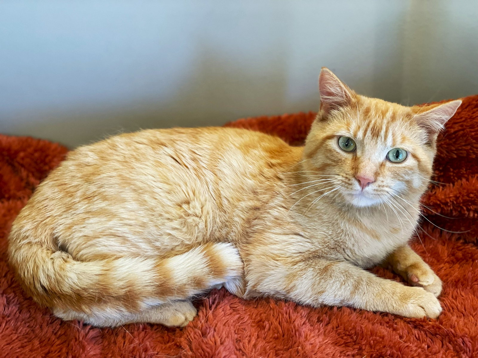 Cats for Adoption in West Monroe, Michigan | Alpha Paw