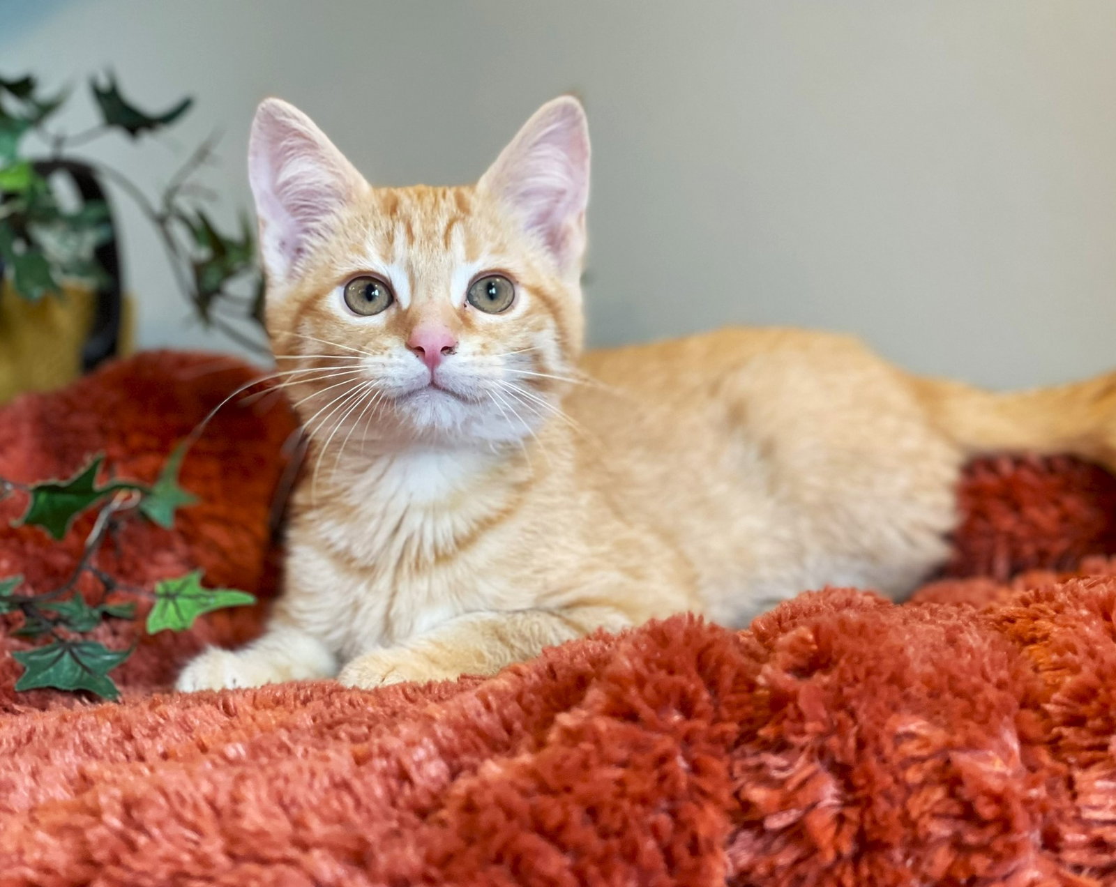 Cats for Adoption in Waterford, Michigan | Alpha Paw