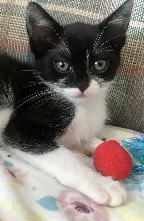 View the Kitties | Itty Bitty Orphan Kitty Rescue | San Jose