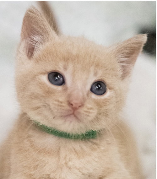 View the Kitties | Itty Bitty Orphan Kitty Rescue | San Jose