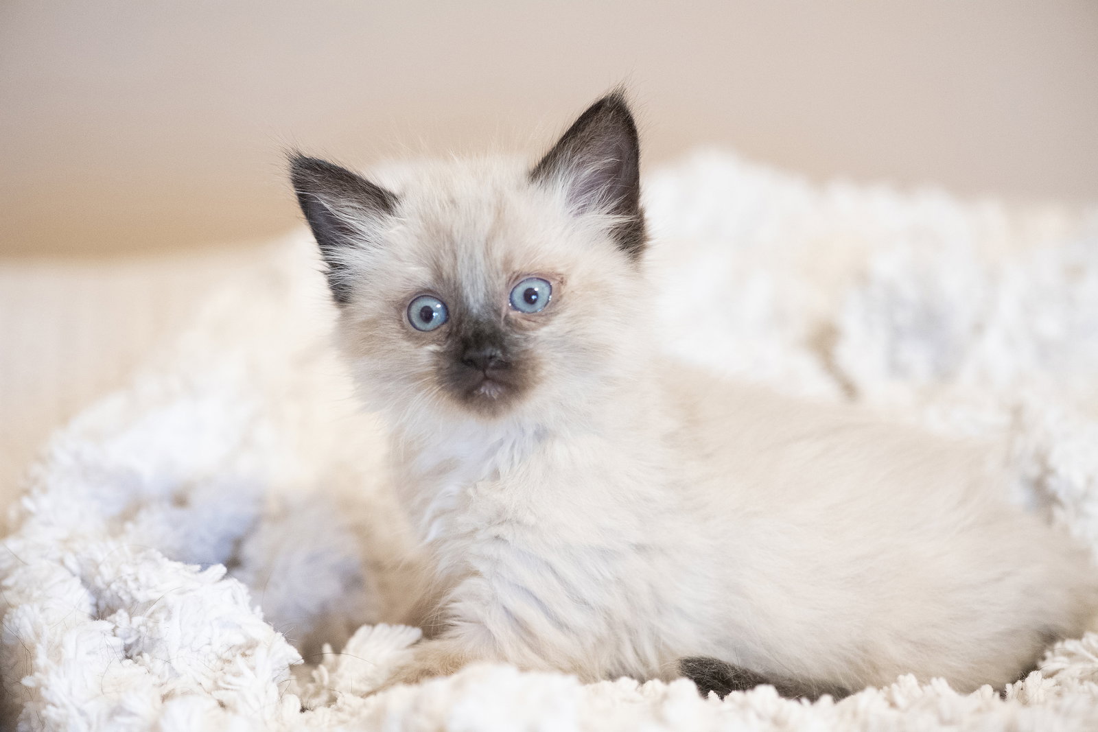 Cats for Adoption in Daly City, California | Alpha Paw