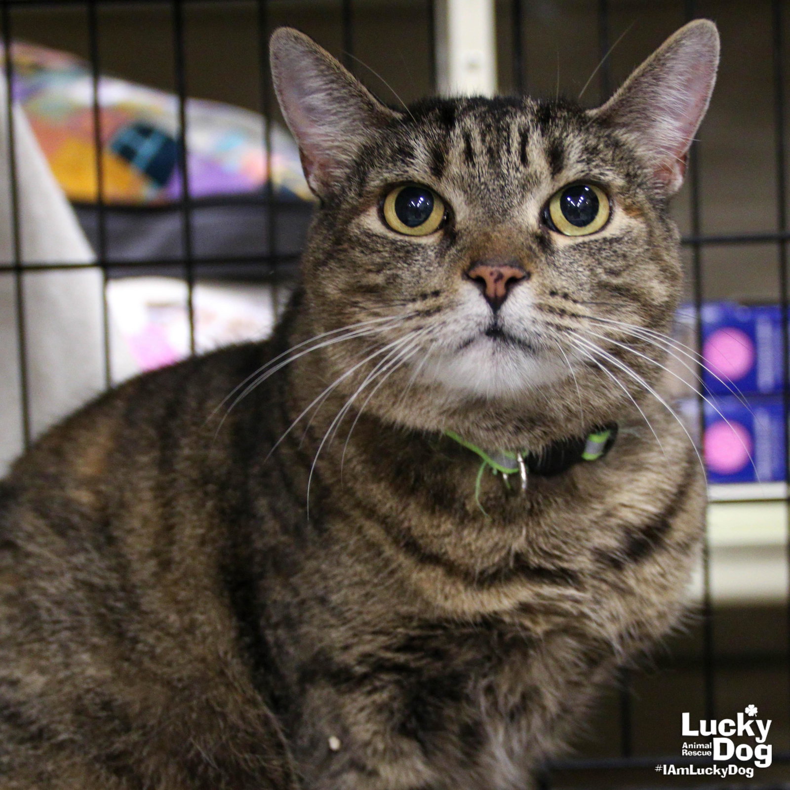 Adopt | Lucky Dog Animal Rescue
