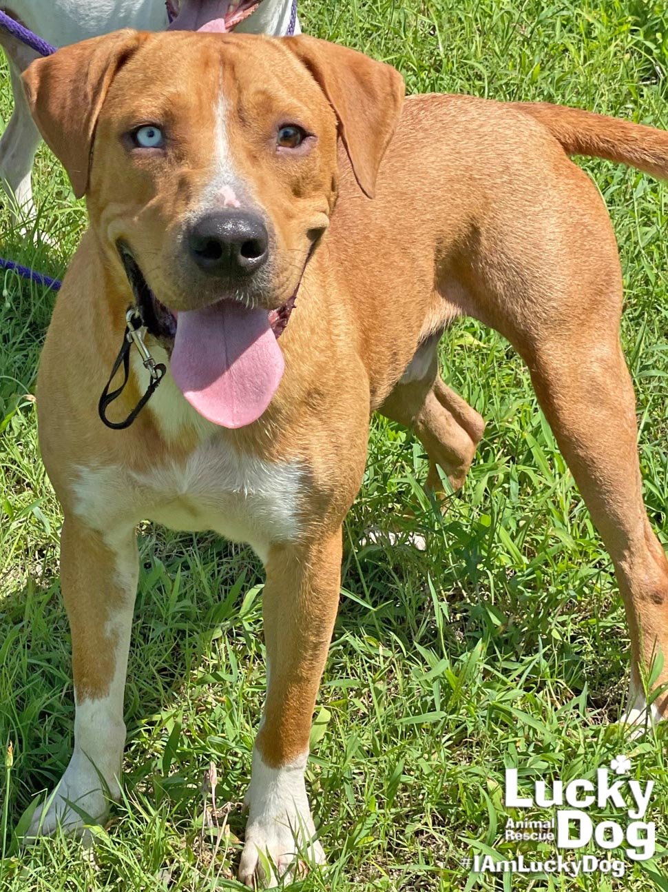 Adopt | Lucky Dog Animal Rescue