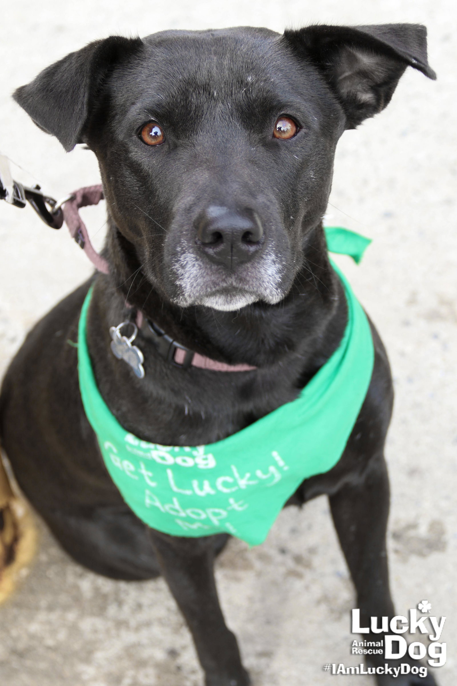 Adopt | Lucky Dog Animal Rescue