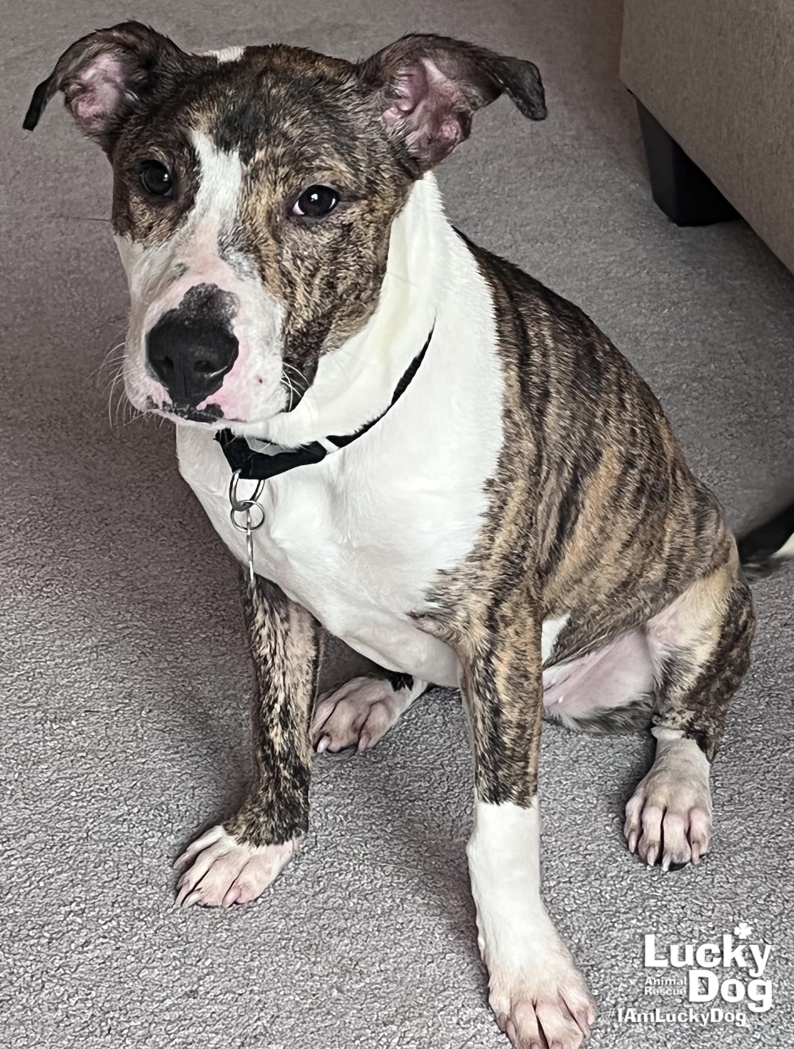 Dog for Adoption - BonBon, a Shepherd in Annapolis, MD | Alpha Paw