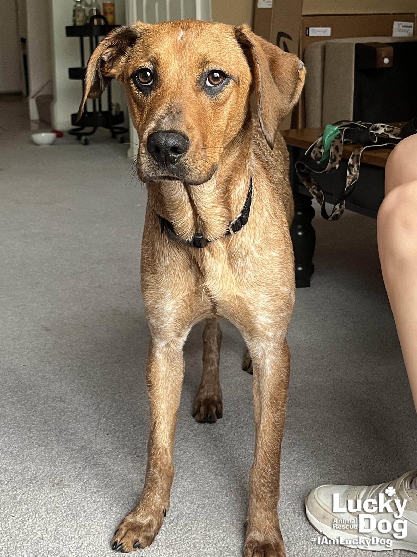 Dog for Adoption - Ainsley, a Australian Cattle Dog/Blue Heeler in ...