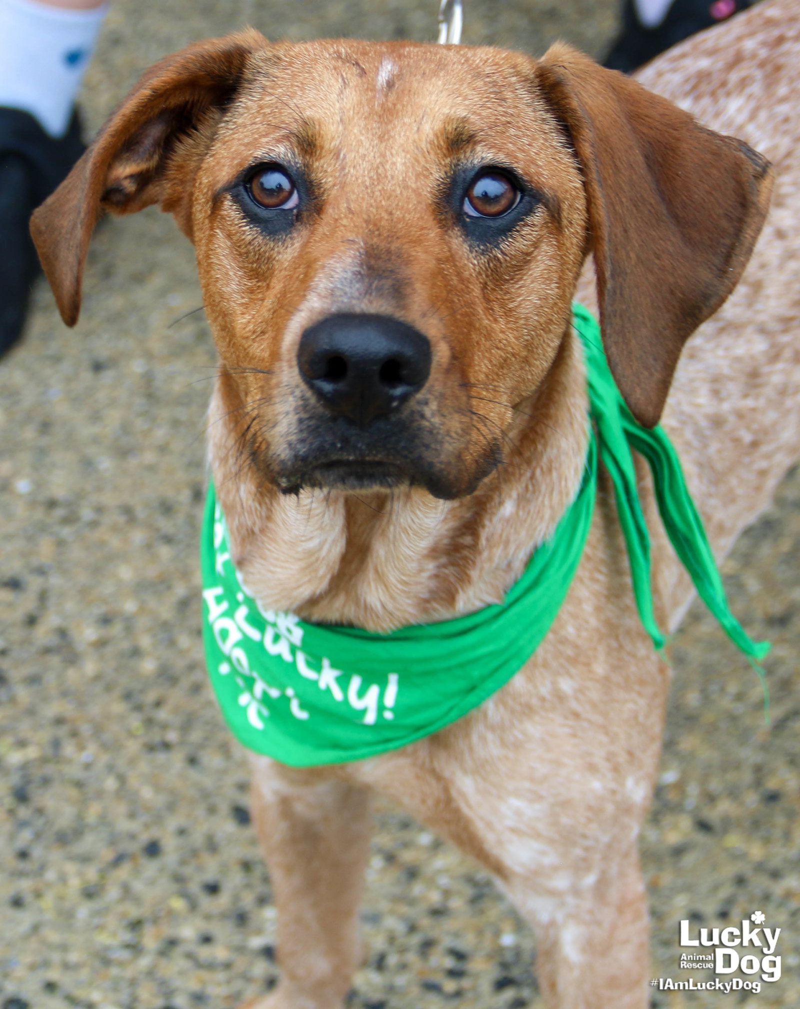 Dog for Adoption - Ainsley, a Australian Cattle Dog/Blue Heeler in ...