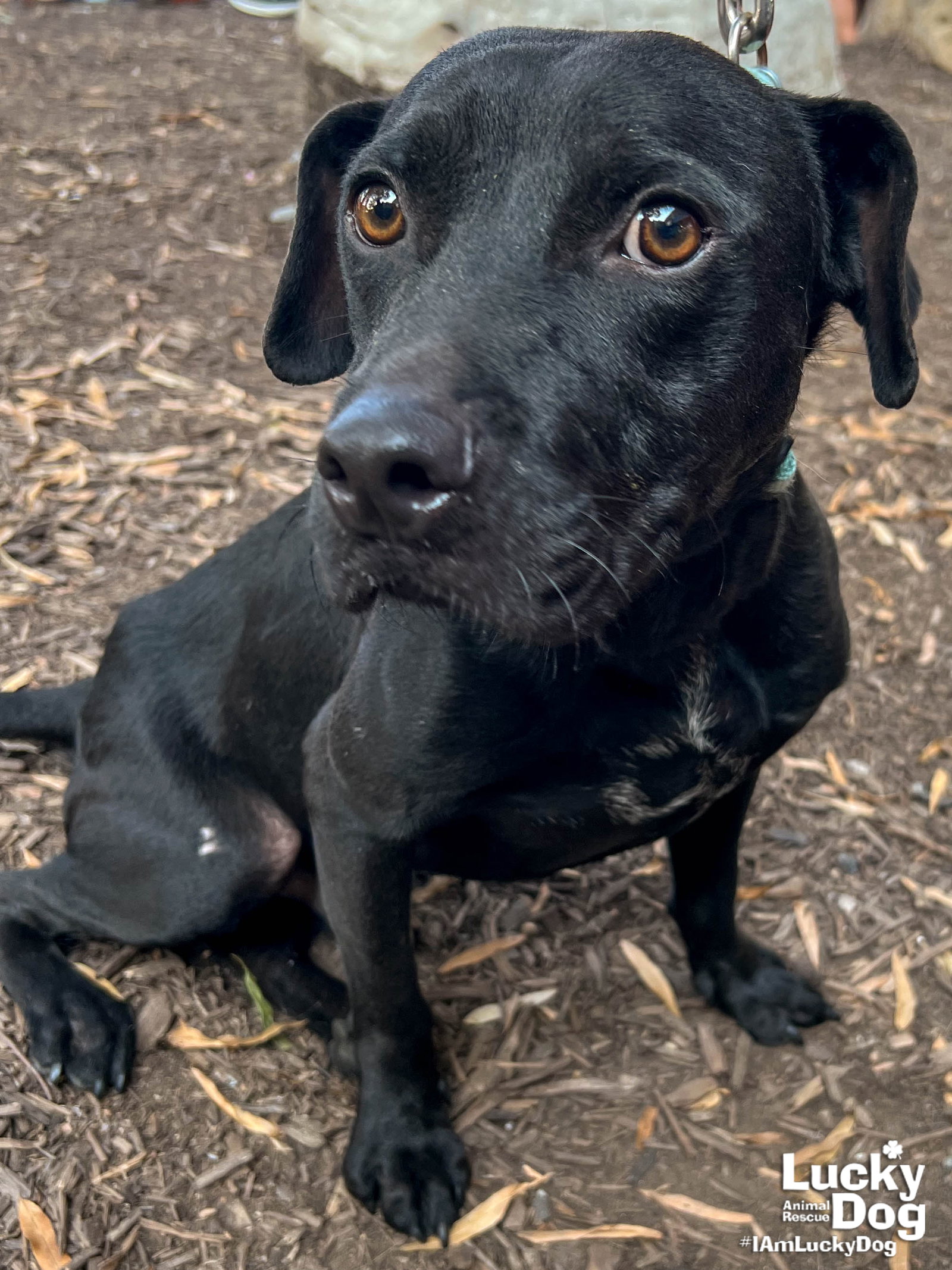 Dog for Adoption - Billie Bob, a Labrador Retriever in Brooklyn Park ...