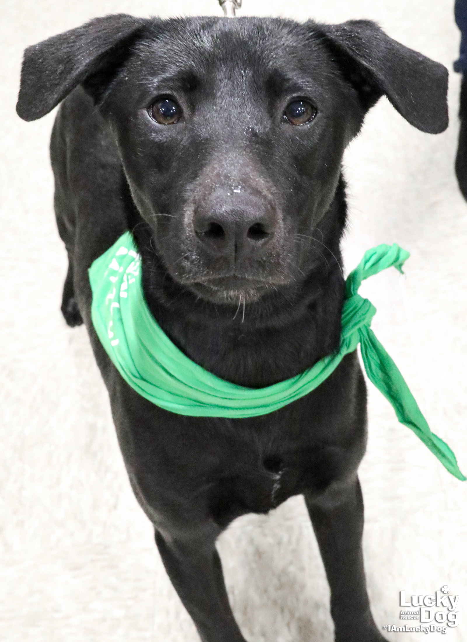Dog for Adoption - Jimin, a Labrador Retriever in Glenmont, MD | Alpha Paw