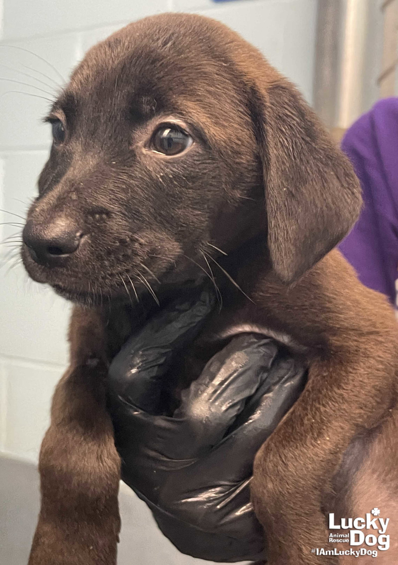 Dog for Adoption - Rizz, a Labrador Retriever in Triangle, VA | Alpha Paw