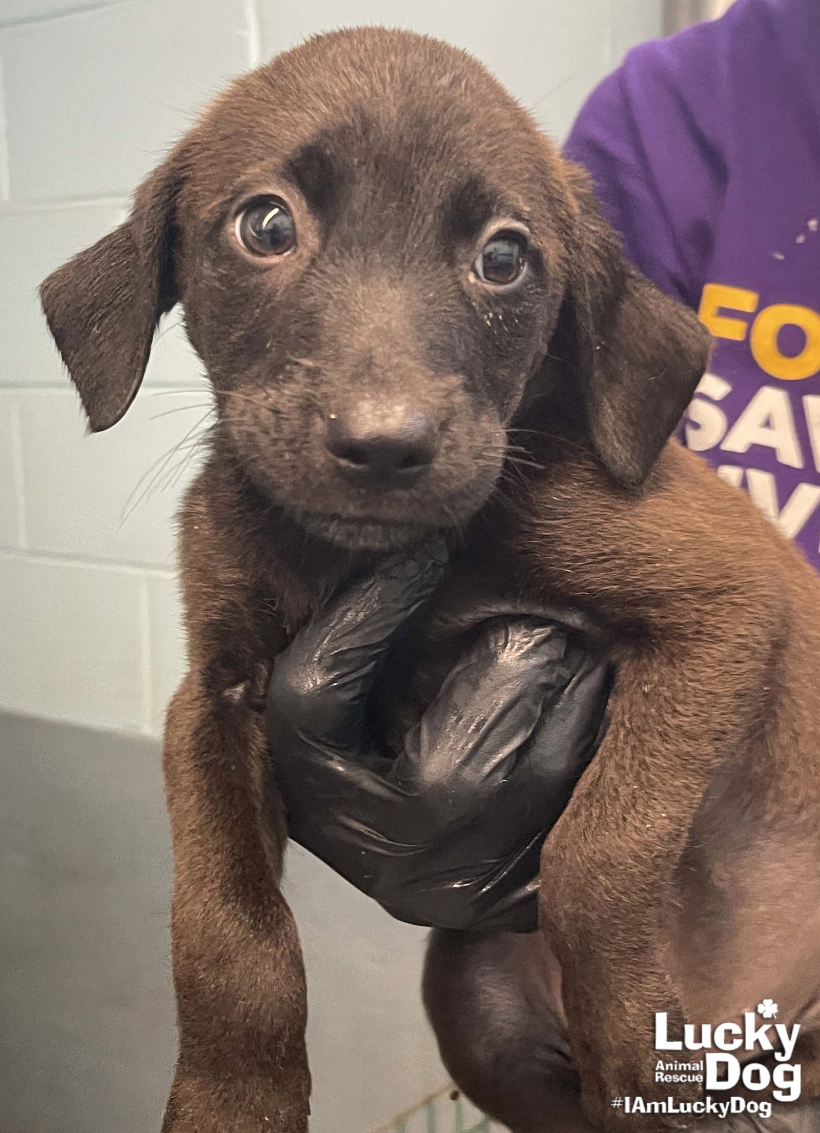 Dog for Adoption - Rizz, a Labrador Retriever in Triangle, VA | Alpha Paw