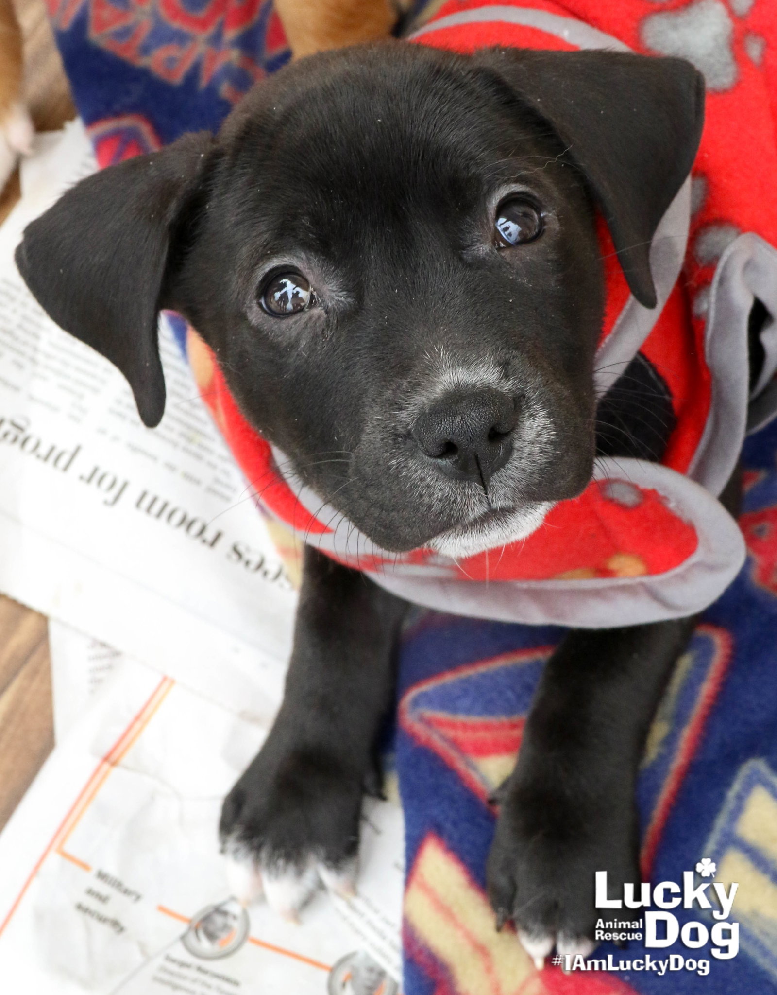 Dog for Adoption - Gorky, a Labrador Retriever in Towson, MD | Alpha Paw