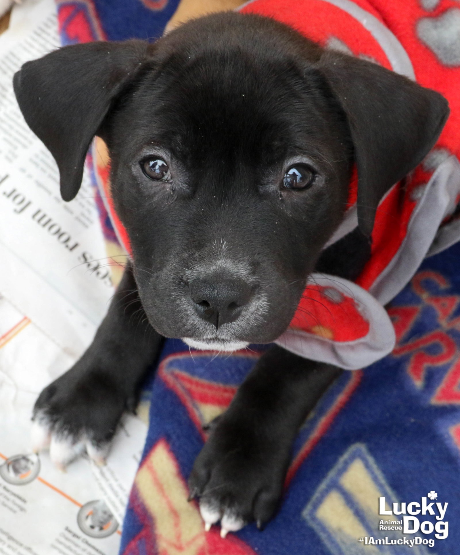 Dog for Adoption - Gorky, a Labrador Retriever in Towson, MD | Alpha Paw
