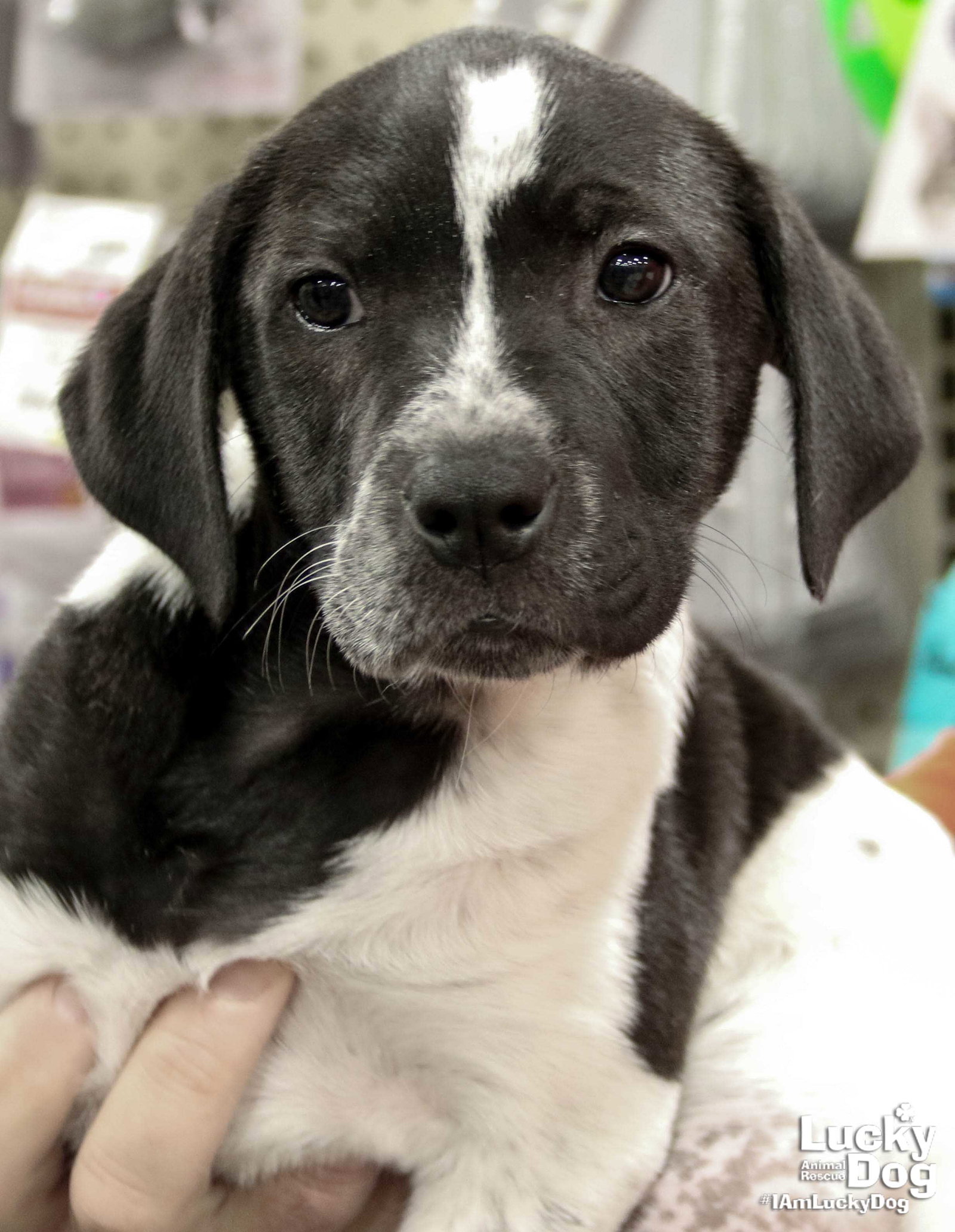Dog for Adoption - Annabel, a Labrador Retriever in Baltimore County ...