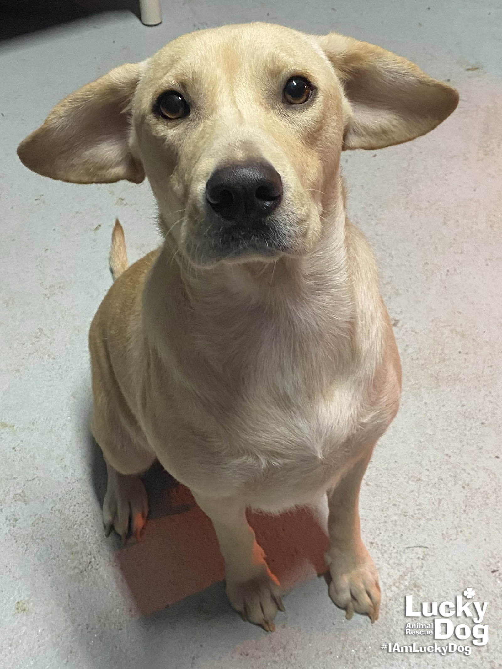 Dog for Adoption - Leaf, a Labrador Retriever in Annapolis, MD | Alpha Paw