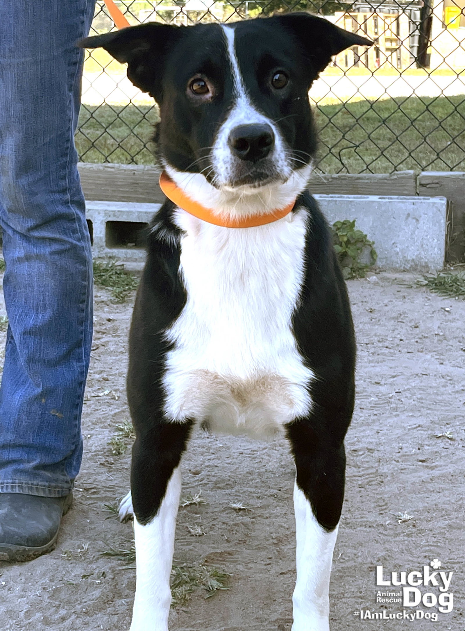 Dog for Adoption - Marble, a Border Collie in Triangle, VA | Alpha Paw