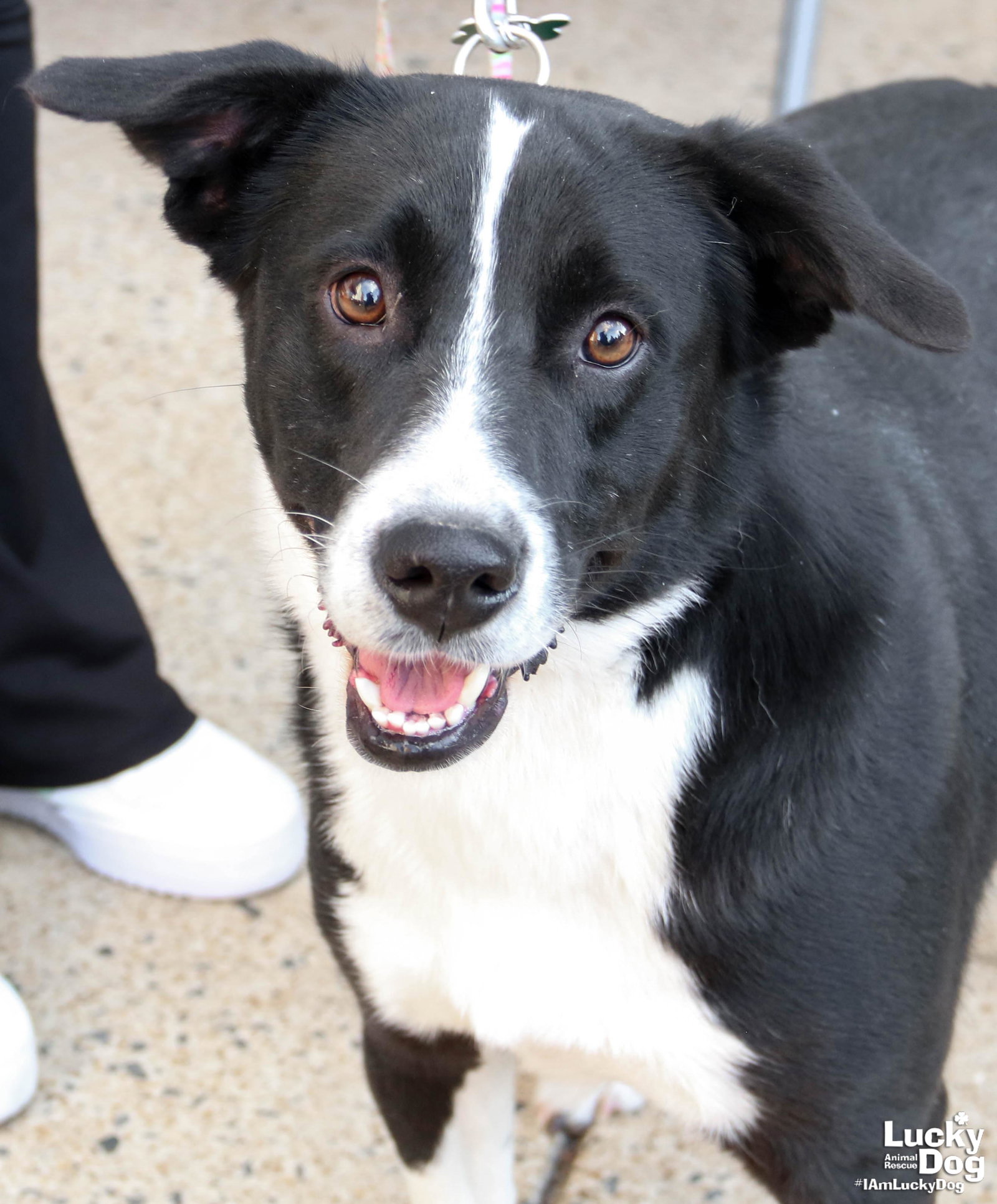 Dog for Adoption - Marble, a Border Collie in Triangle, VA | Alpha Paw