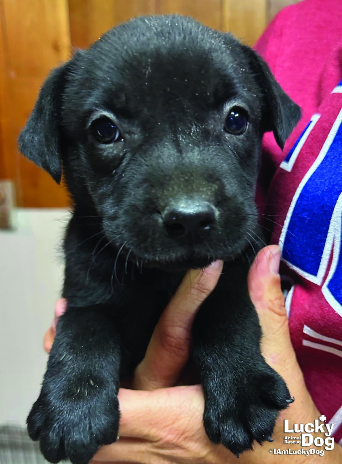 Dog for Adoption - Lucas, a Golden Retriever in Towson, MD | Alpha Paw