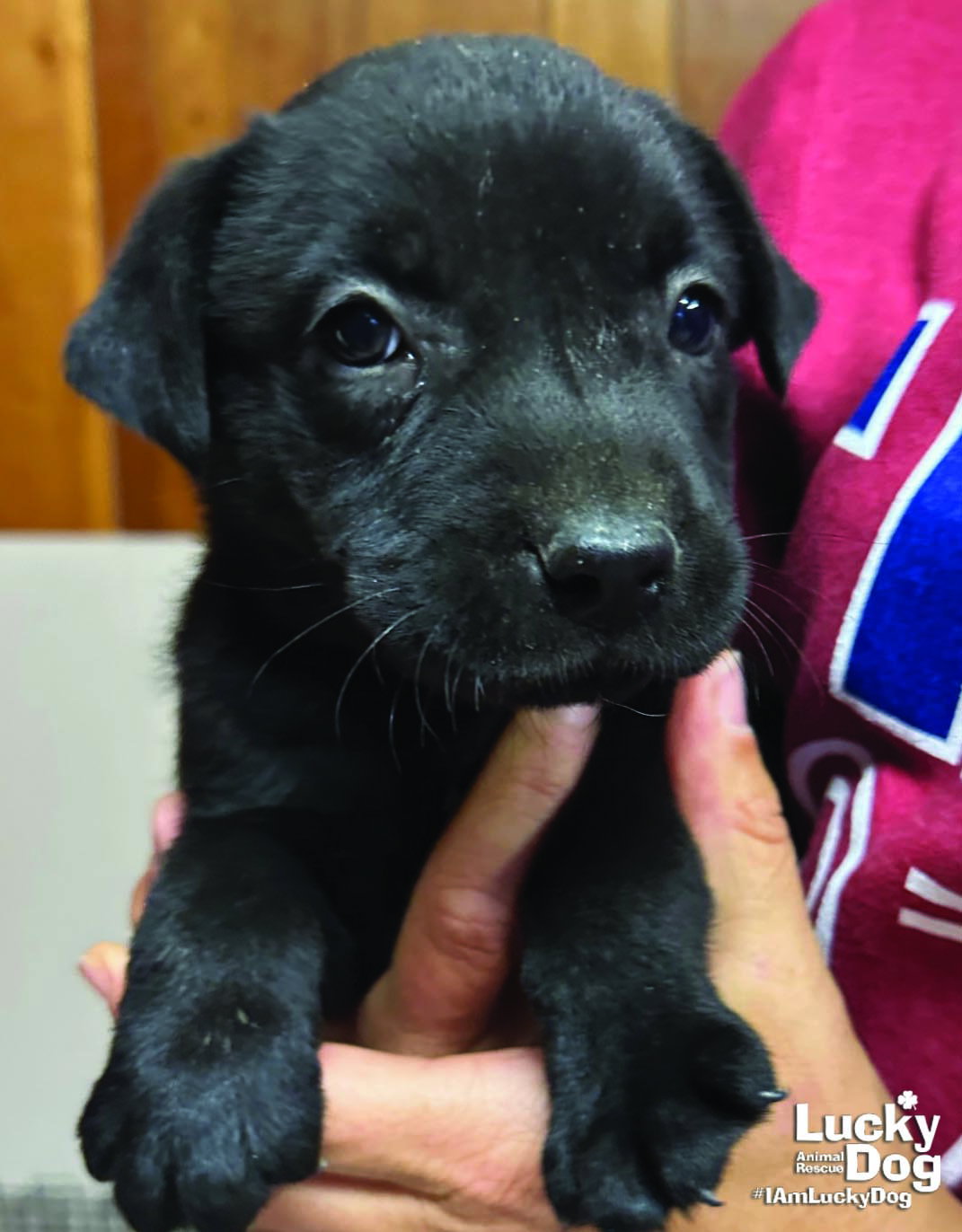 Dog for Adoption - Lucas, a Golden Retriever in Towson, MD | Alpha Paw