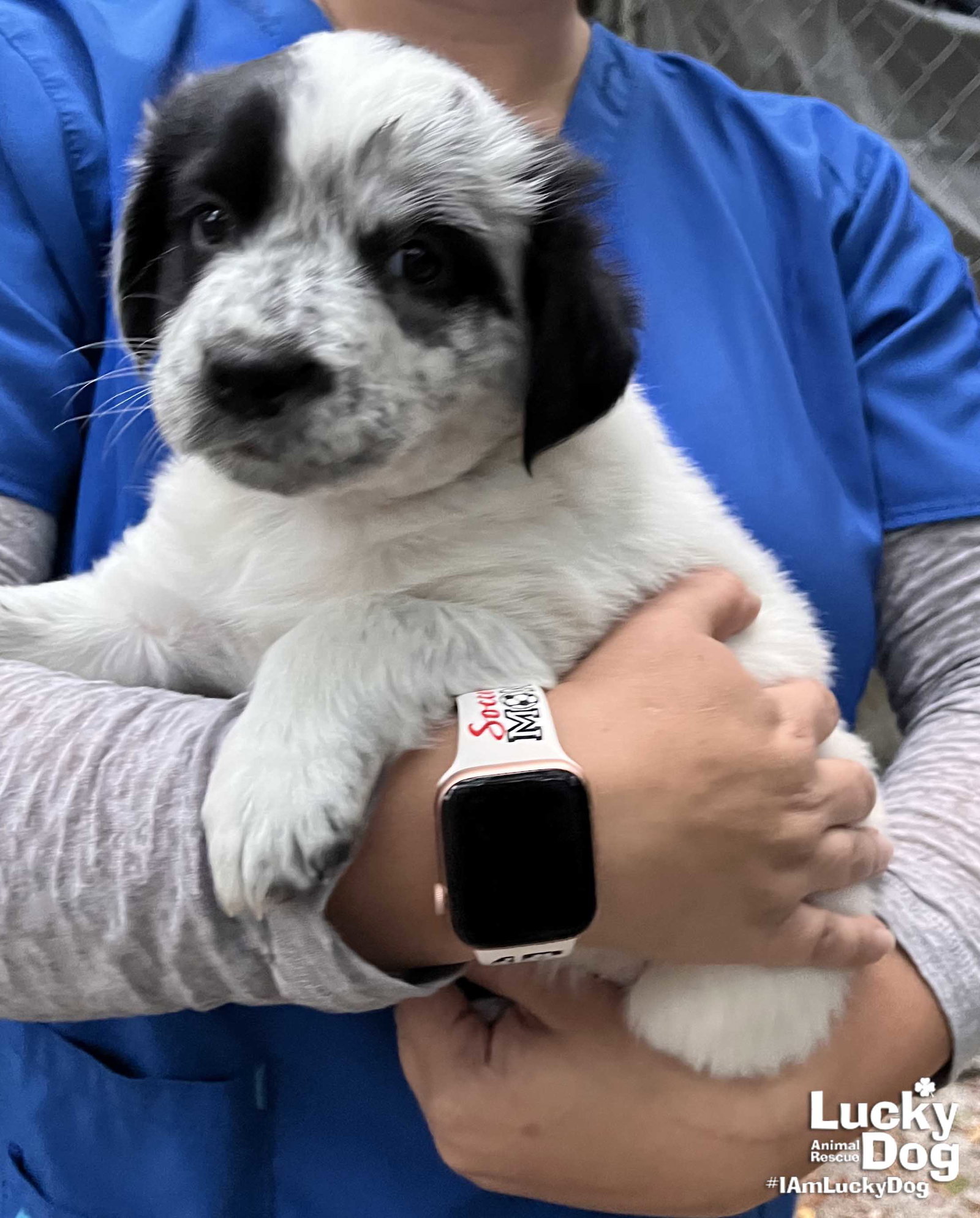 Dog for Adoption - Poco, a Pointer in Baltimore, MD | Alpha Paw