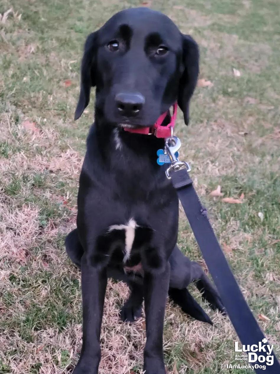 Dog for Adoption - Snickerdoodle, a Labrador Retriever in ...