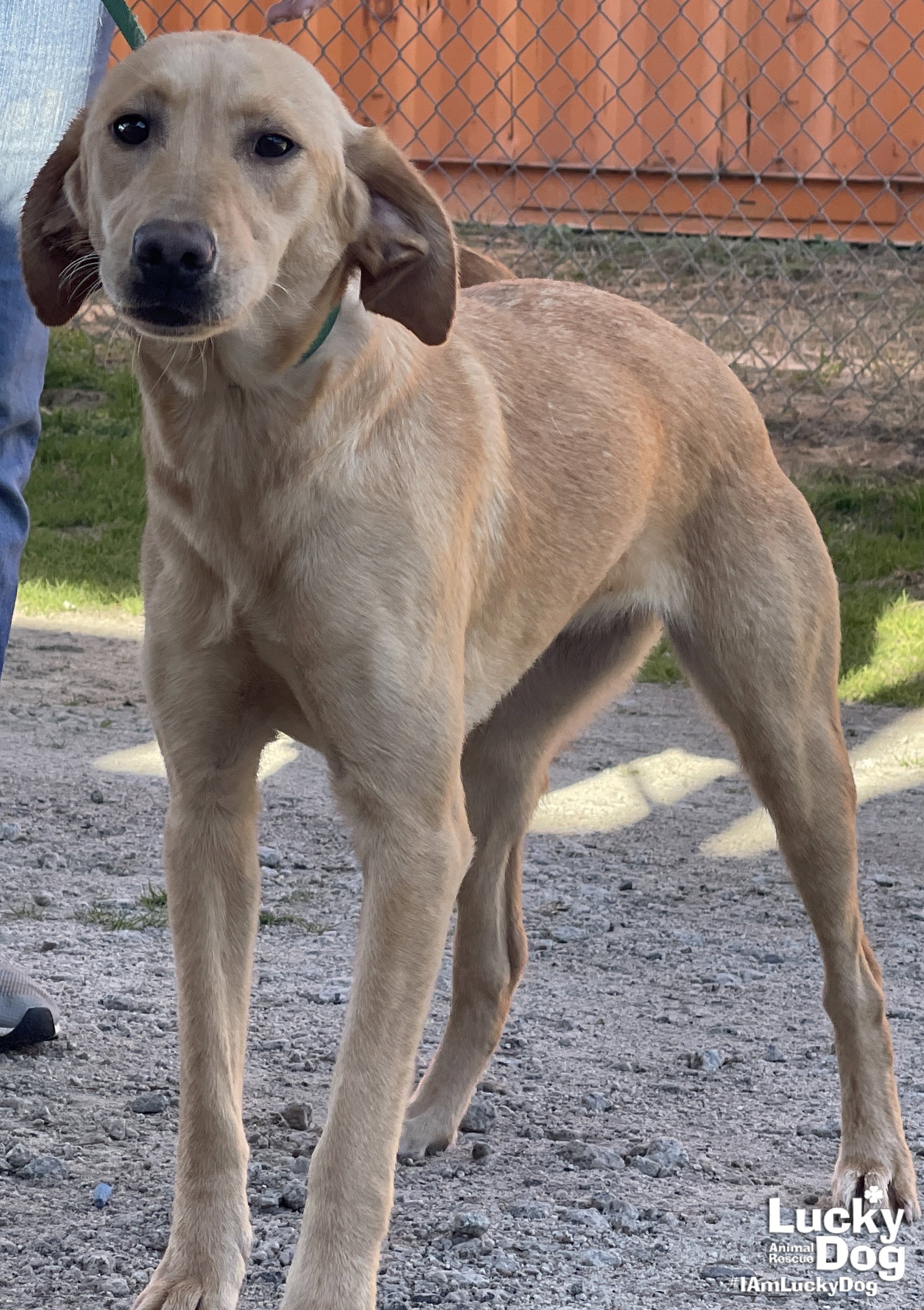Dog for Adoption - Peaches, a Labrador Retriever in Towson, MD | Alpha Paw