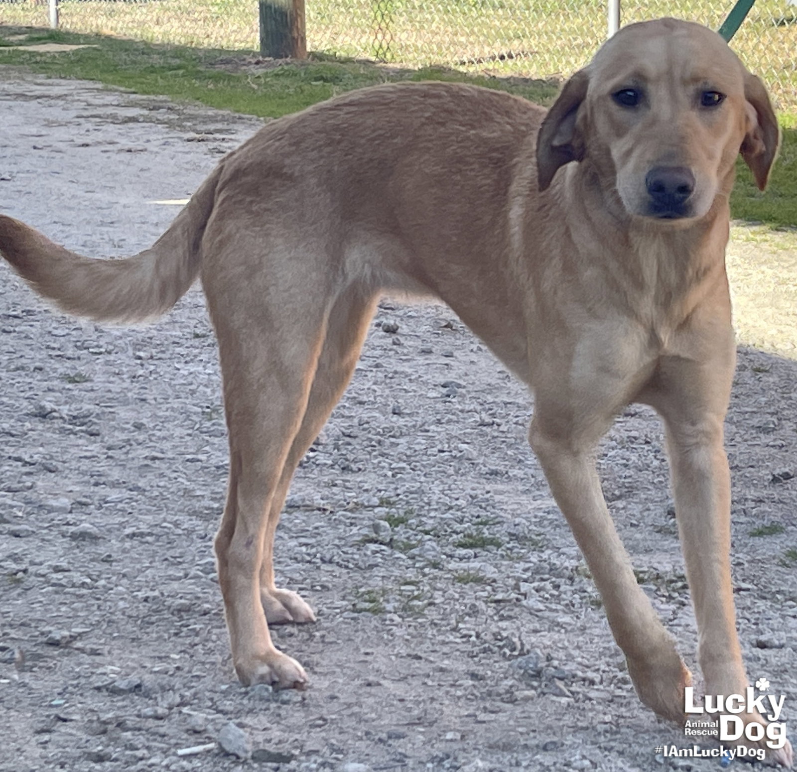 Dog for Adoption - Peaches, a Labrador Retriever in Towson, MD | Alpha Paw