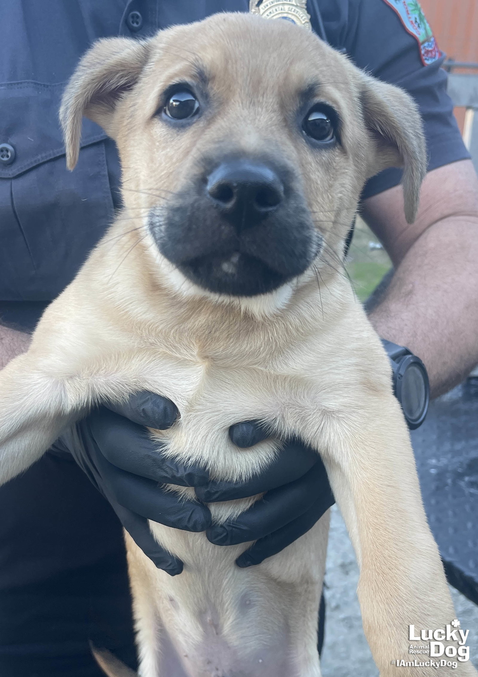 Adopt | Lucky Dog Animal Rescue