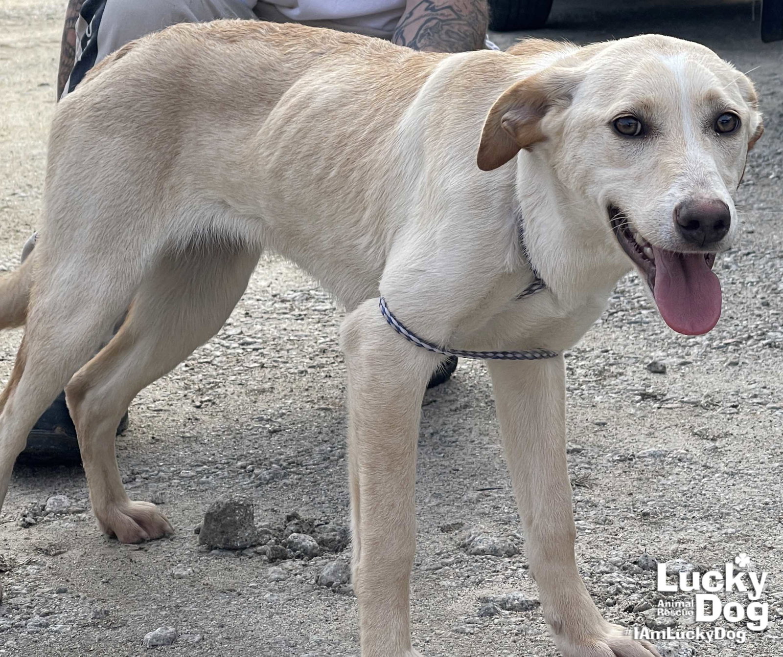 Adopt | Lucky Dog Animal Rescue