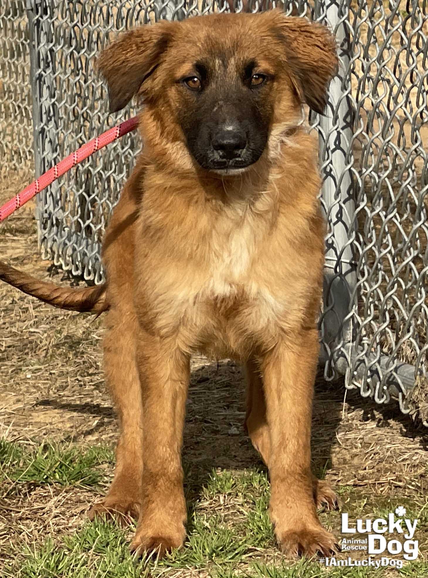 Dog for Adoption - Astin, a Australian Shepherd in Annapolis, MD ...