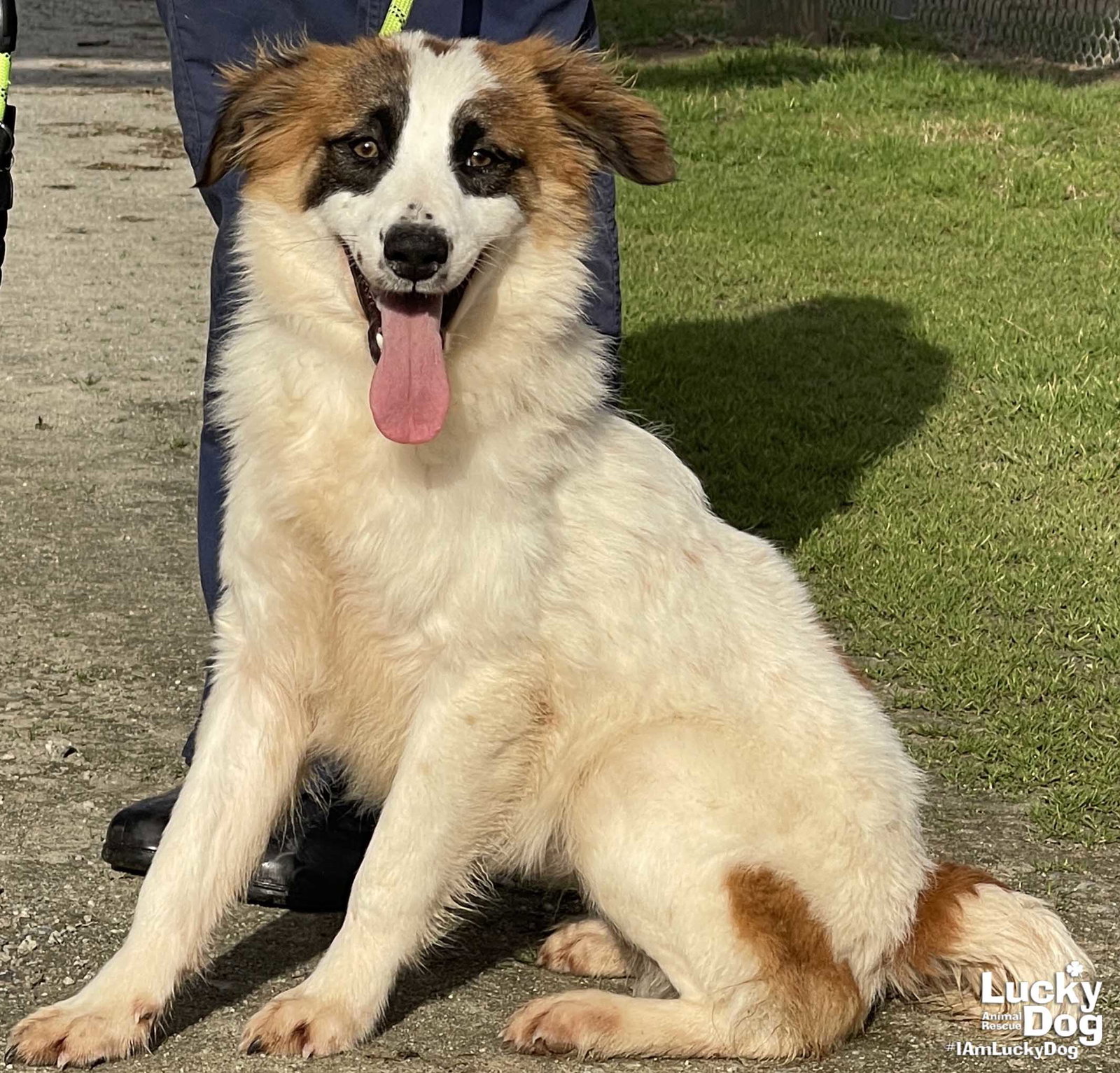 Dog for Adoption - Zuri, a Australian Shepherd in Springdale, MD ...