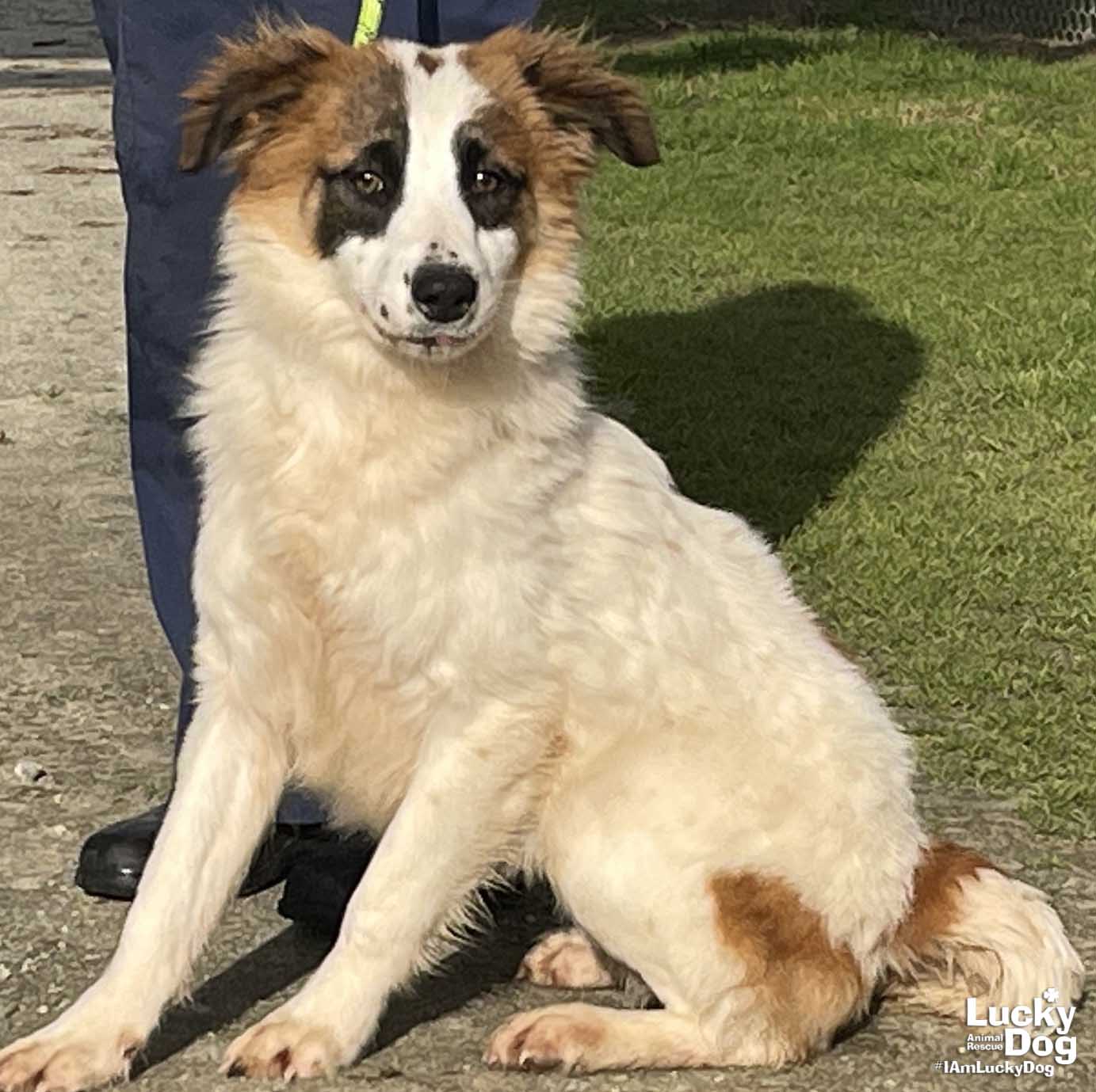 Dog for Adoption - Zuri, a Australian Shepherd in Springdale, MD ...