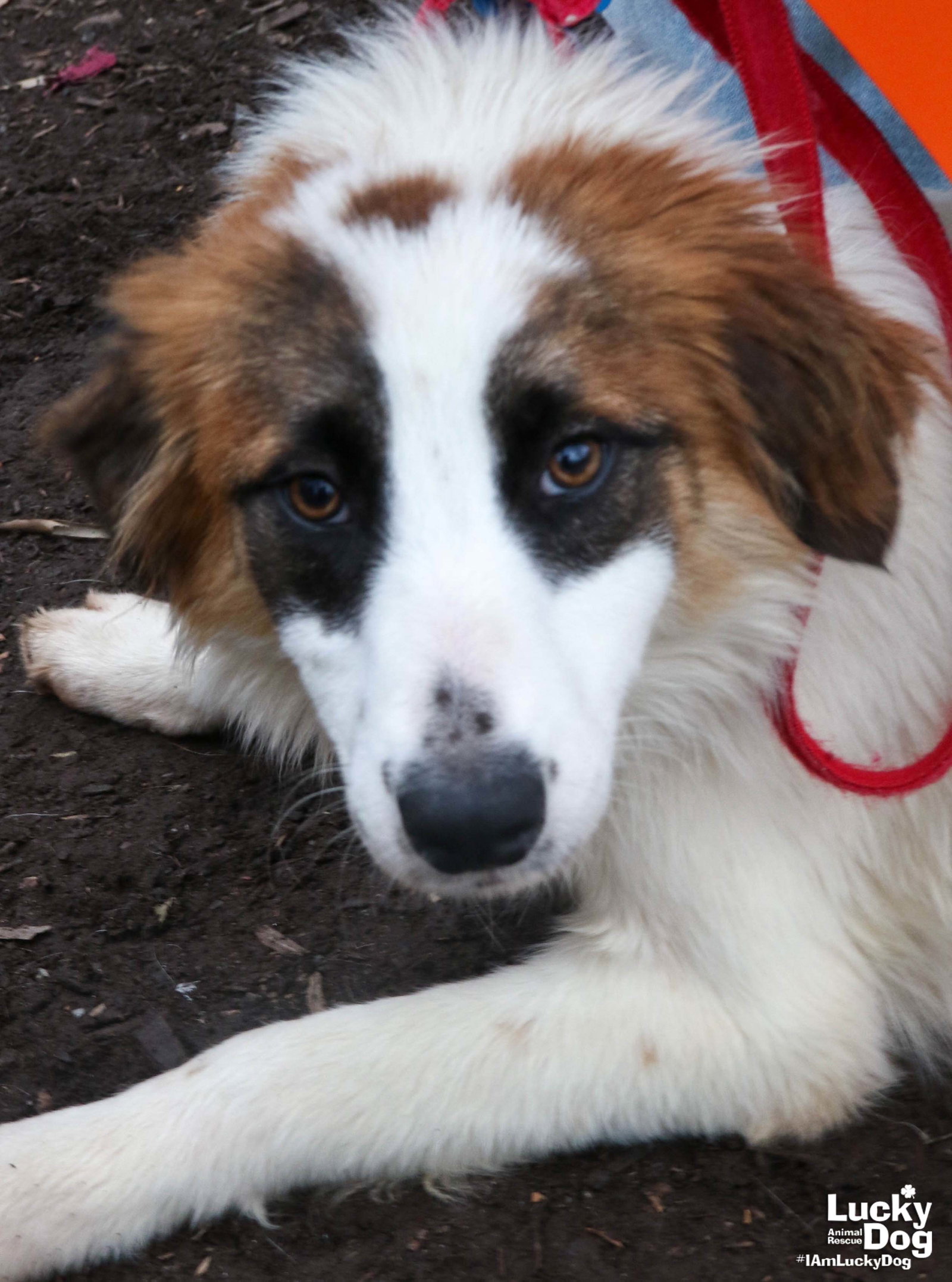 Dog for Adoption - Zuri, a Australian Shepherd in Springdale, MD ...