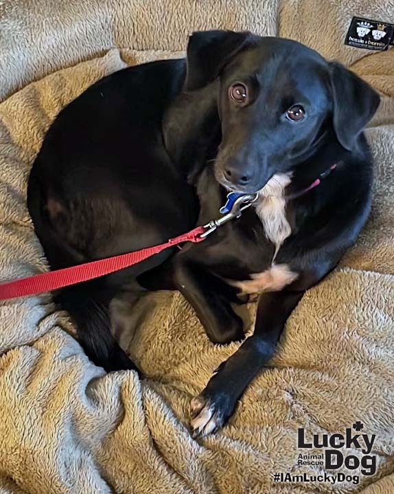Dog for Adoption - Aubrey, a Labrador Retriever in Baltimore, MD ...