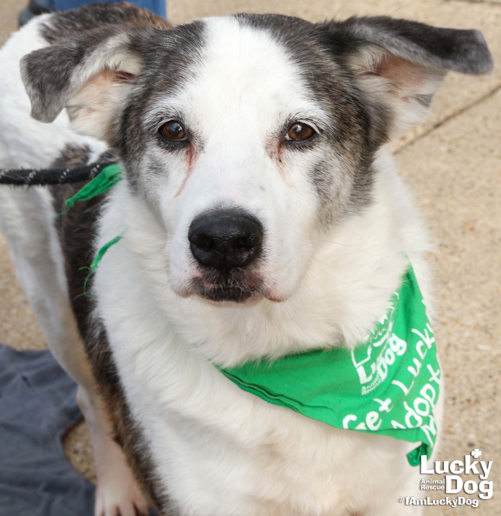 Adopt | Lucky Dog Animal Rescue