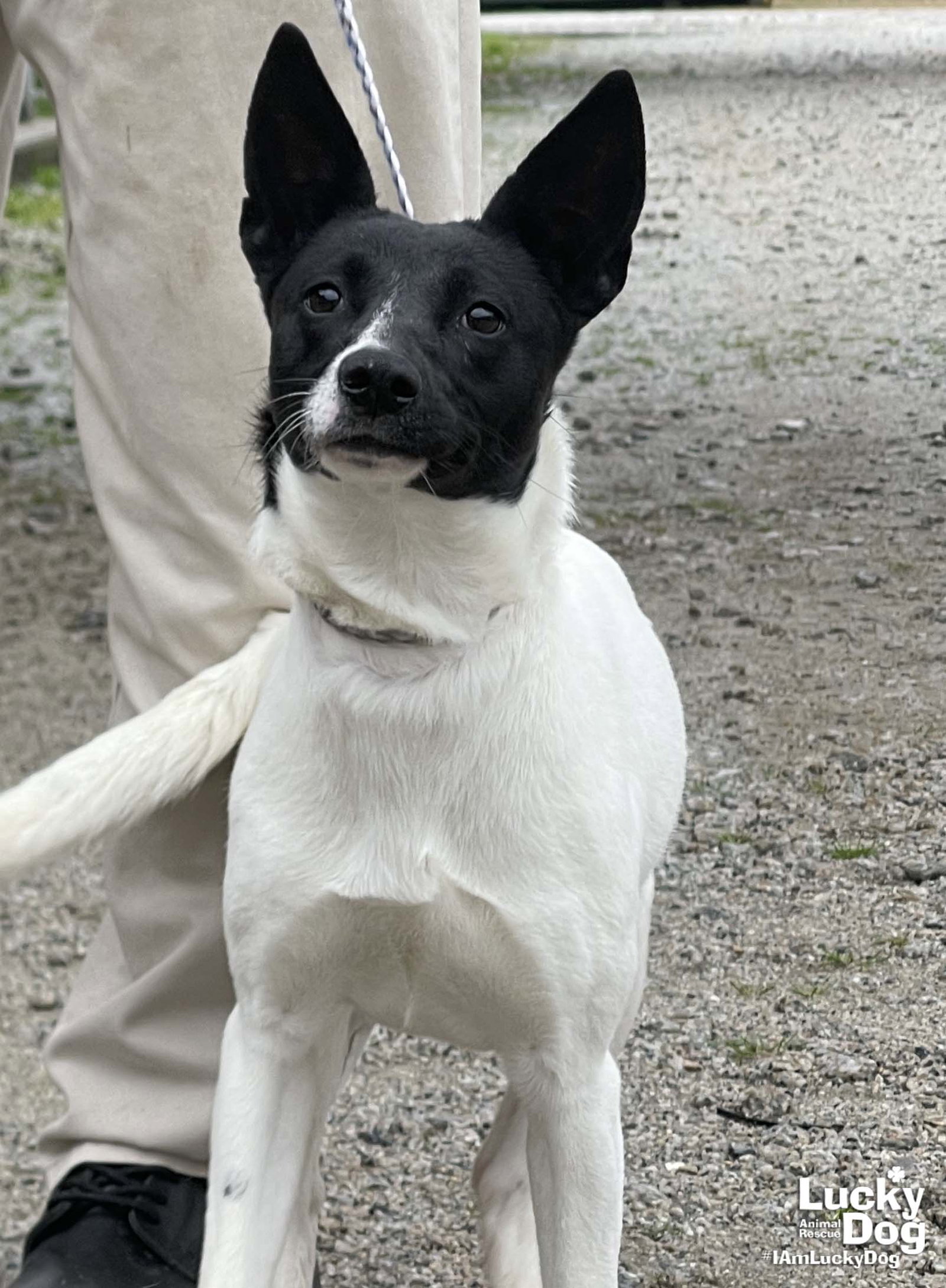 Dog for Adoption - Pushkin, a Border Collie in Deale, MD | Alpha Paw