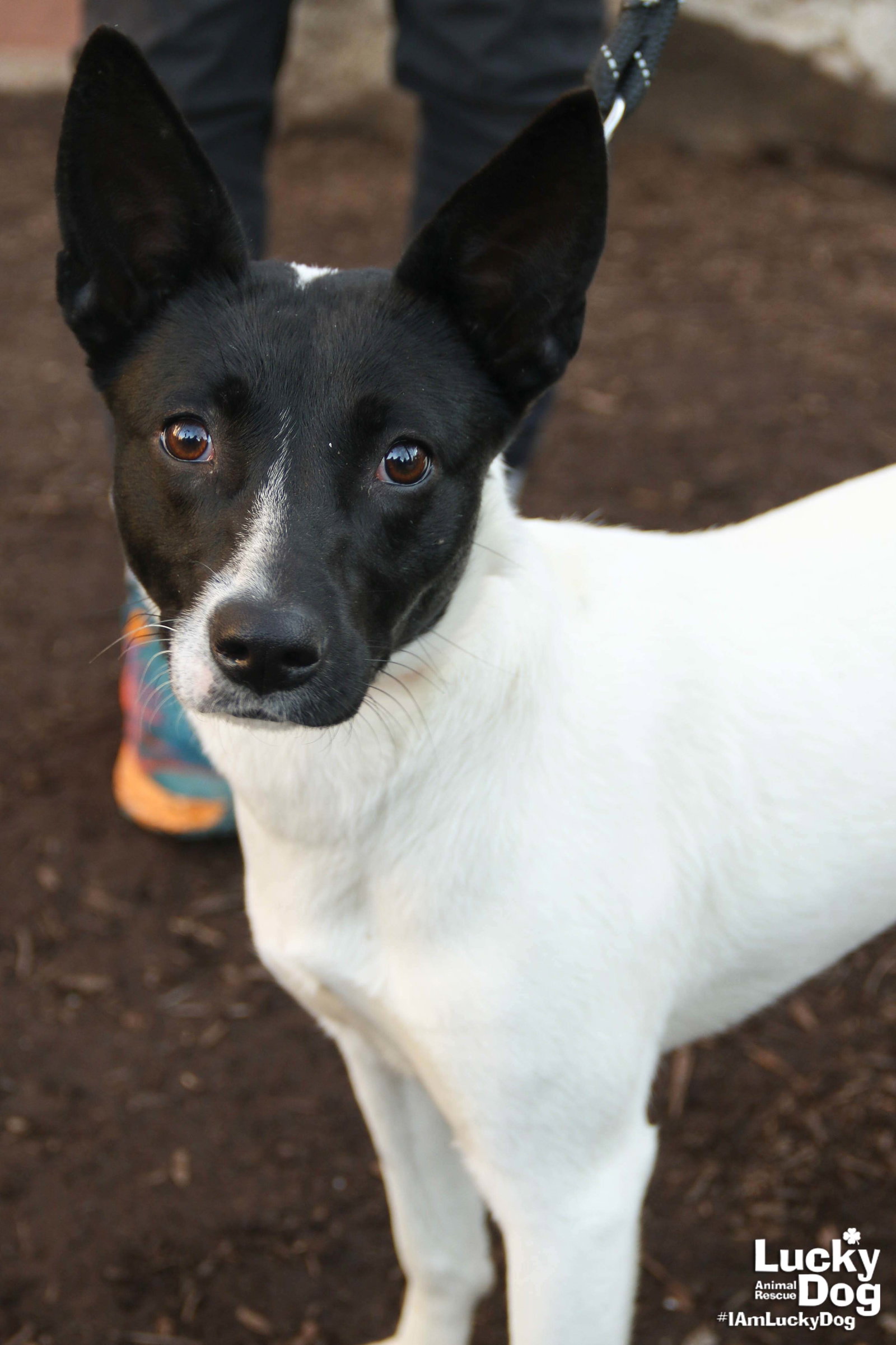 Dog for Adoption - Pushkin, a Border Collie in Deale, MD | Alpha Paw