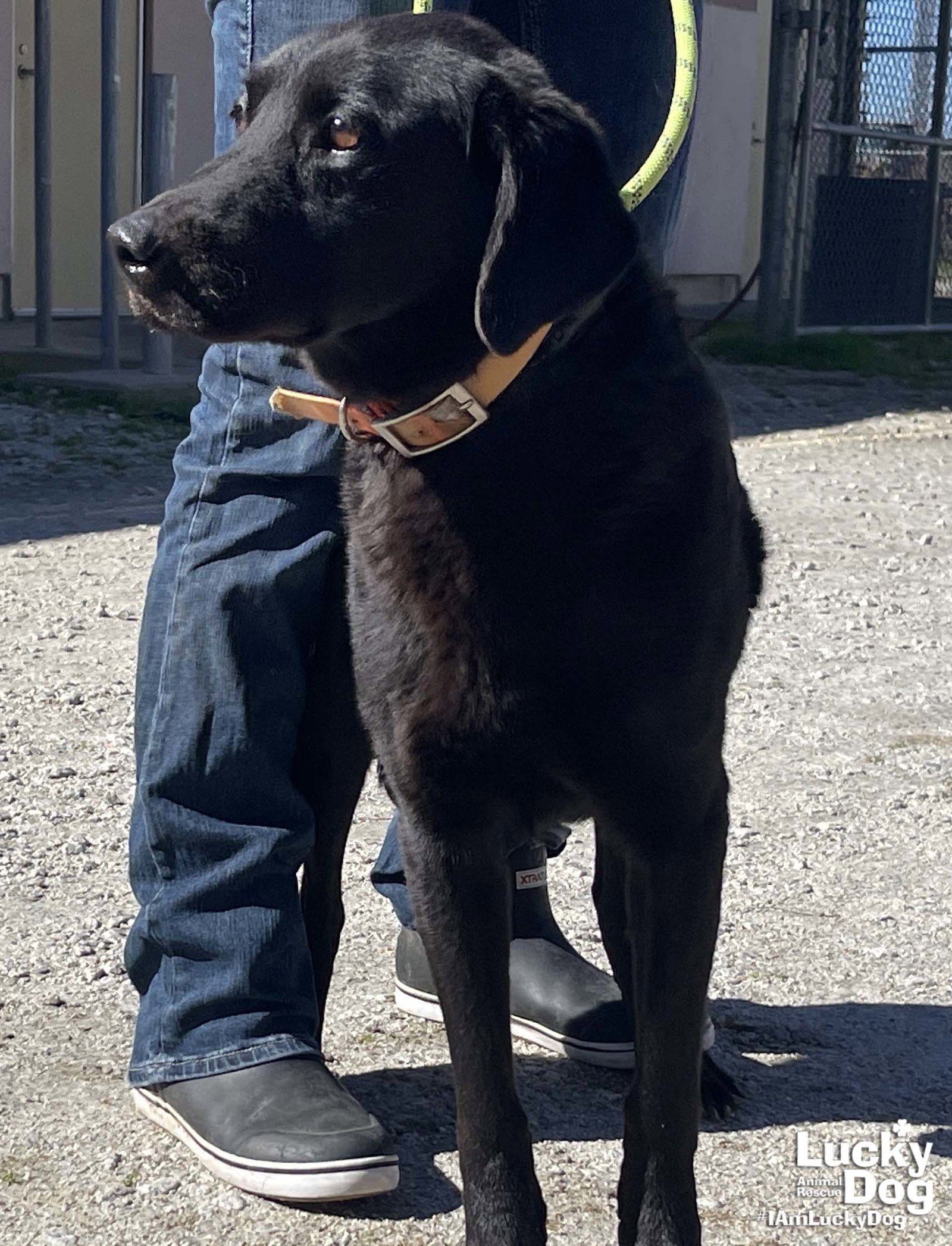 Dog for Adoption - Rossi, a Labrador Retriever in Frederick, MD | Alpha Paw