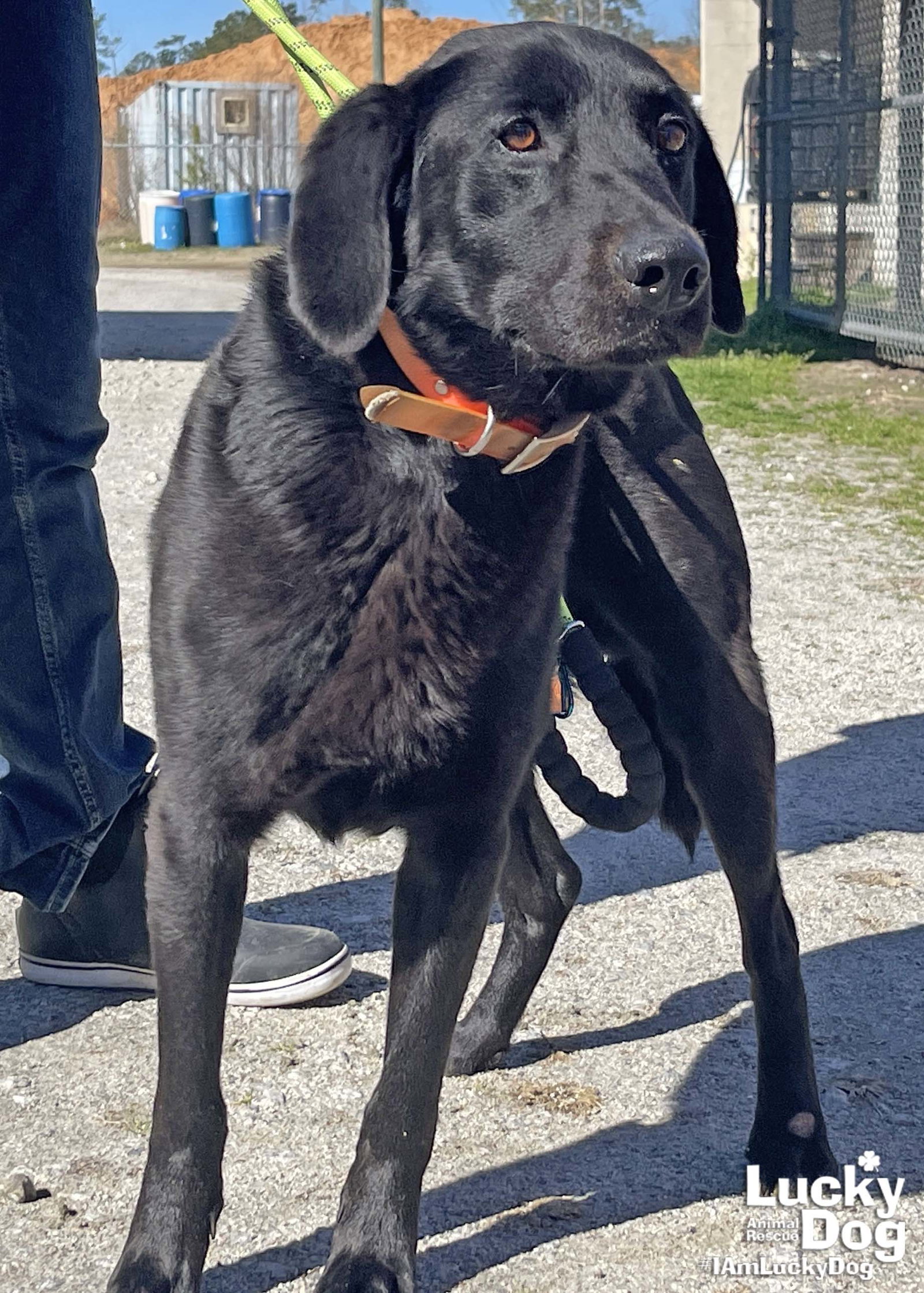Dog for Adoption - Rossi, a Labrador Retriever in Frederick, MD | Alpha Paw