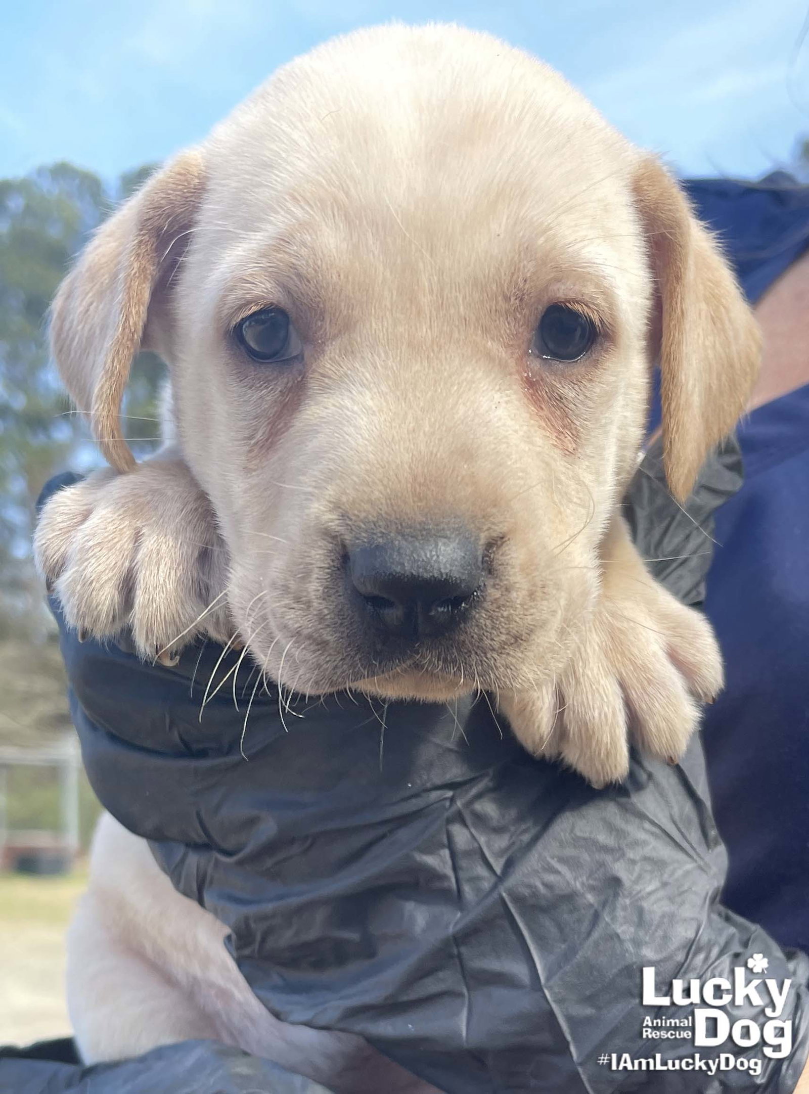 Dog for Adoption - Ginny, a Labrador Retriever in Greater Upper ...