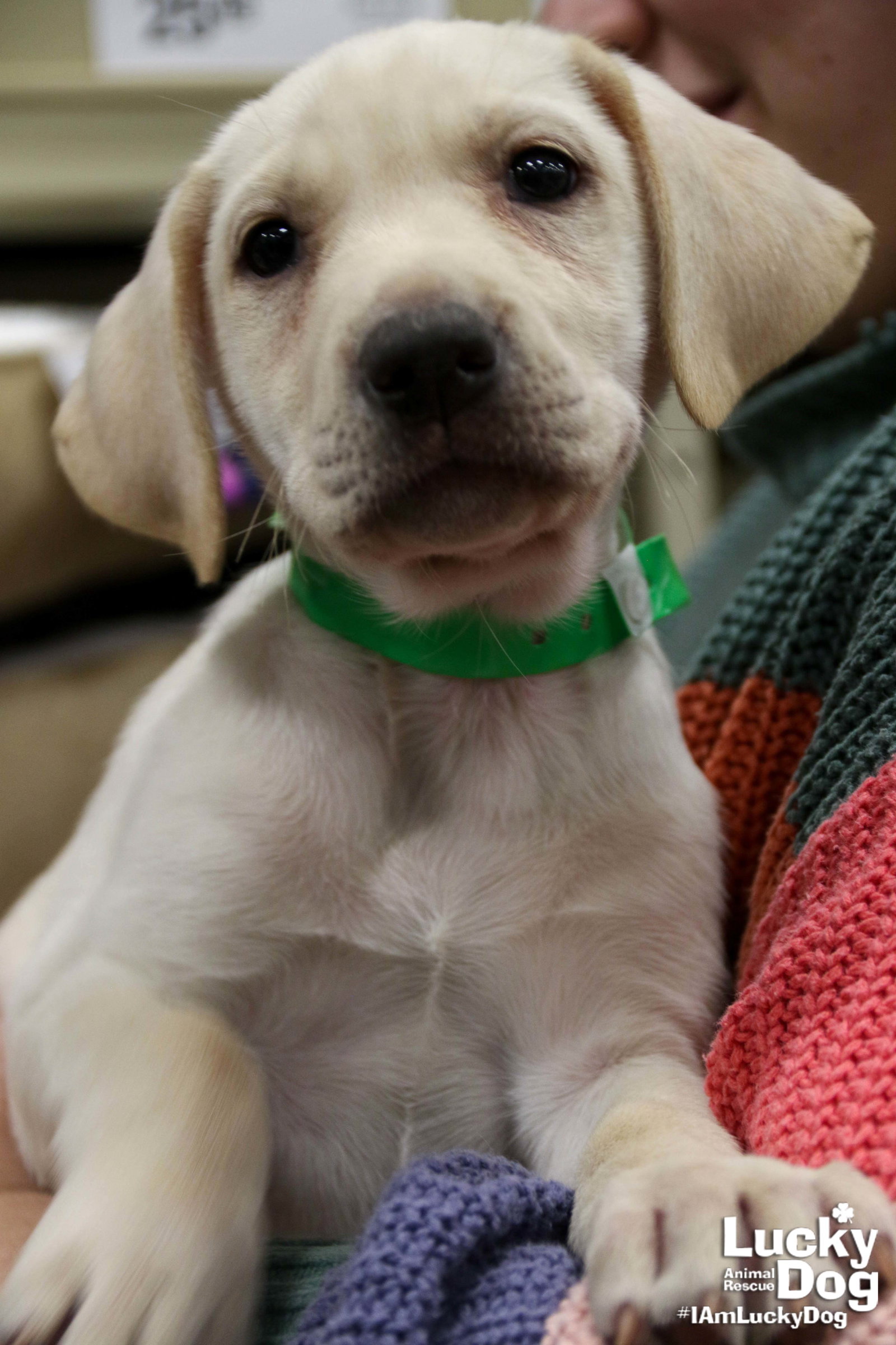 Dog for Adoption - Gwen, a Labrador Retriever in Greater Upper Marlboro ...