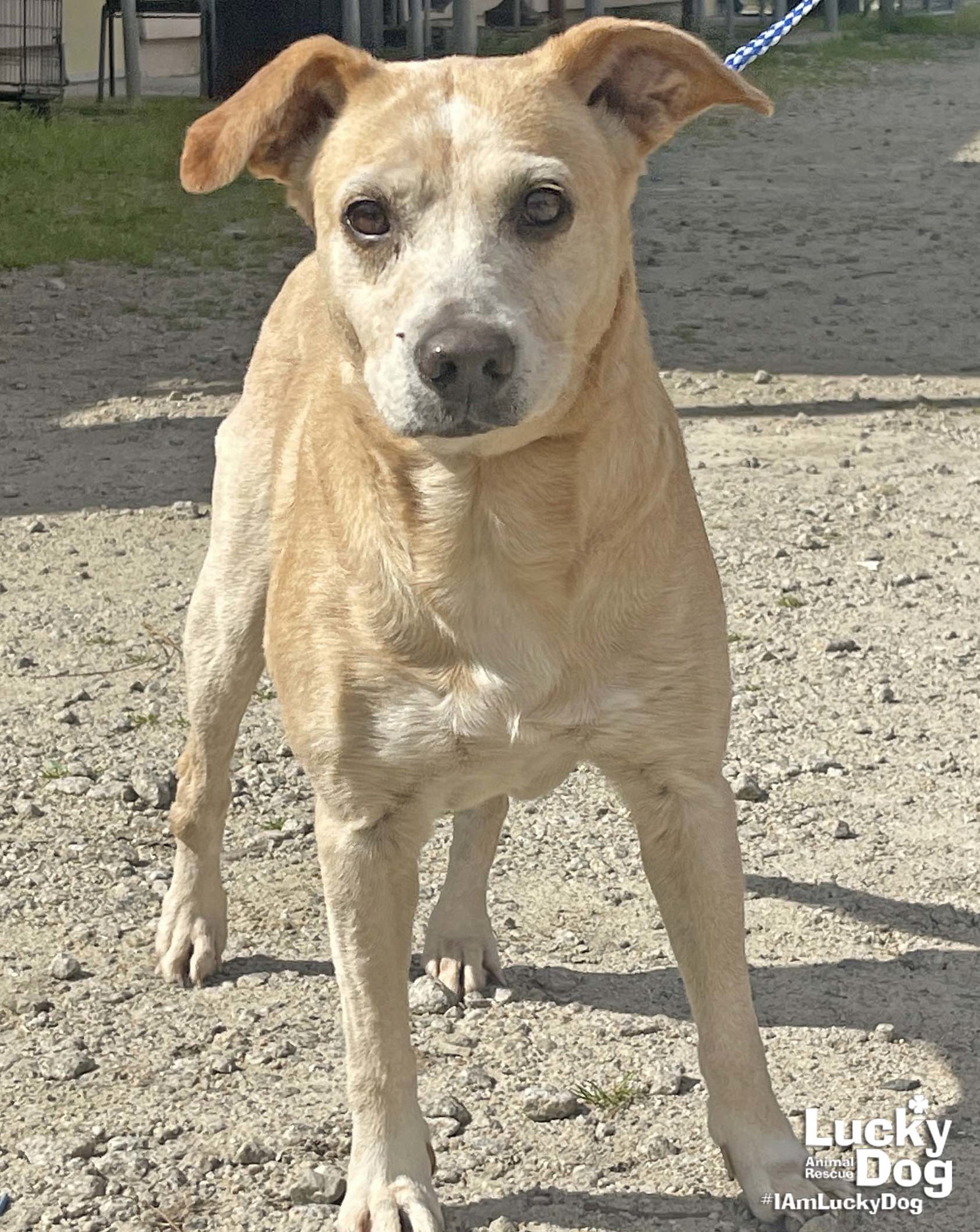 Adopt | Lucky Dog Animal Rescue