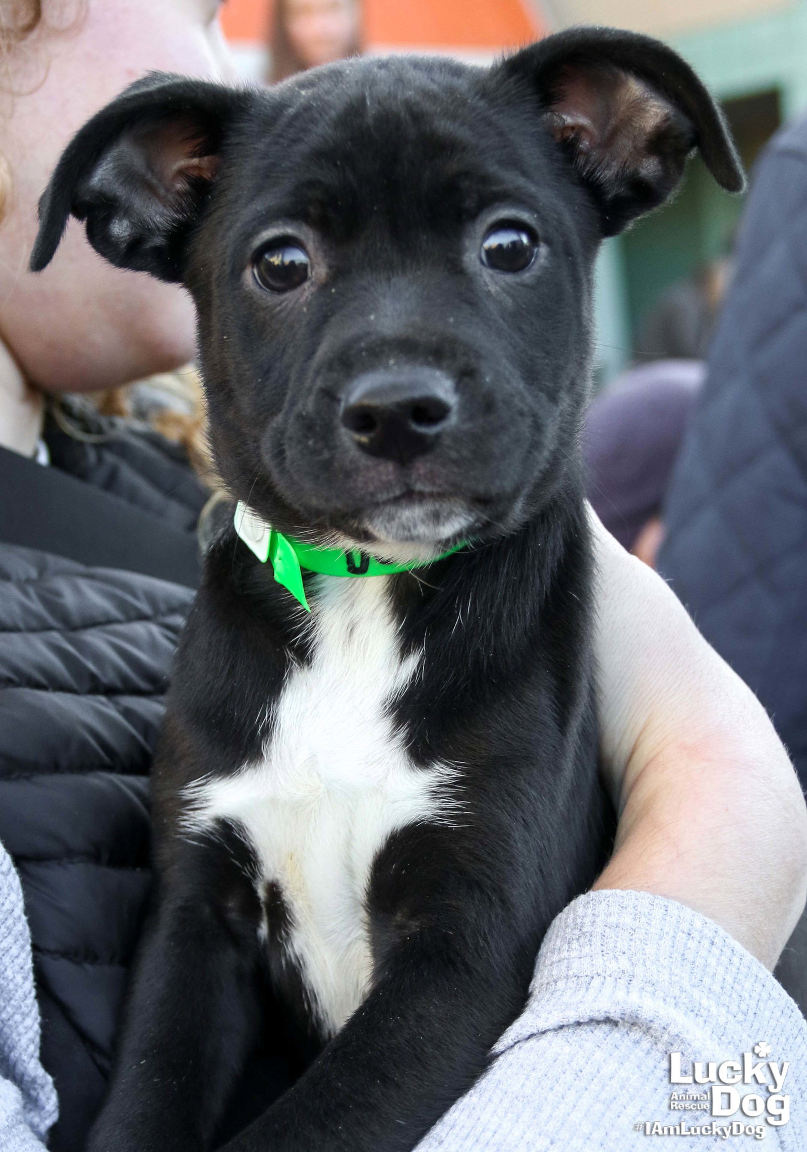 Dog for Adoption - Dallas, a Labrador Retriever in Marlboro Village, MD ...