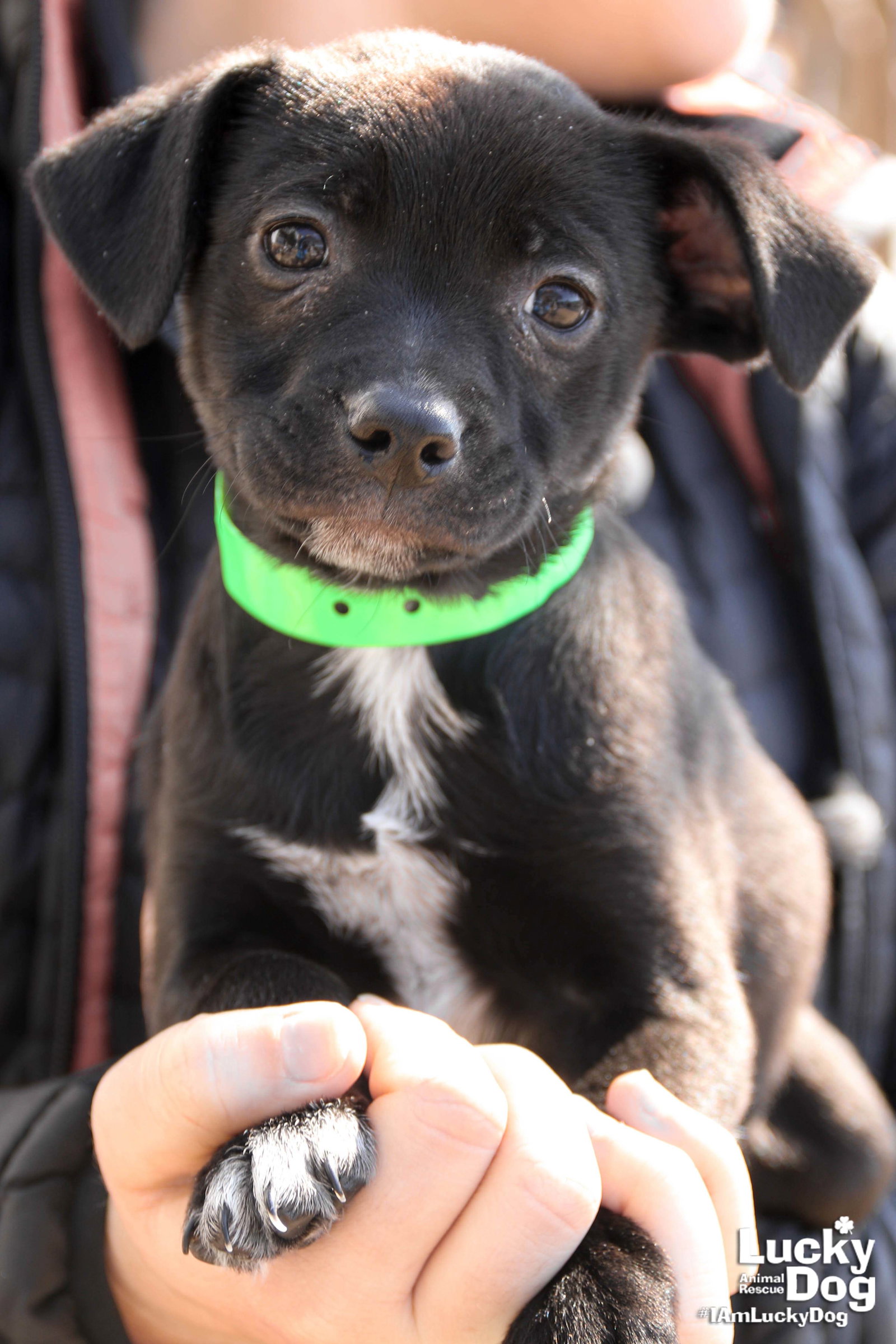 Dog for Adoption - Dixie, a Labrador Retriever in Montgomery County, MD ...
