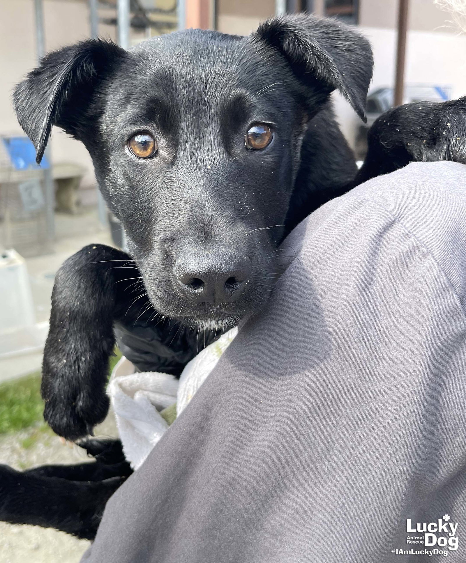 Dog for Adoption - Jet, a Labrador Retriever in Germantown, MD | Alpha Paw
