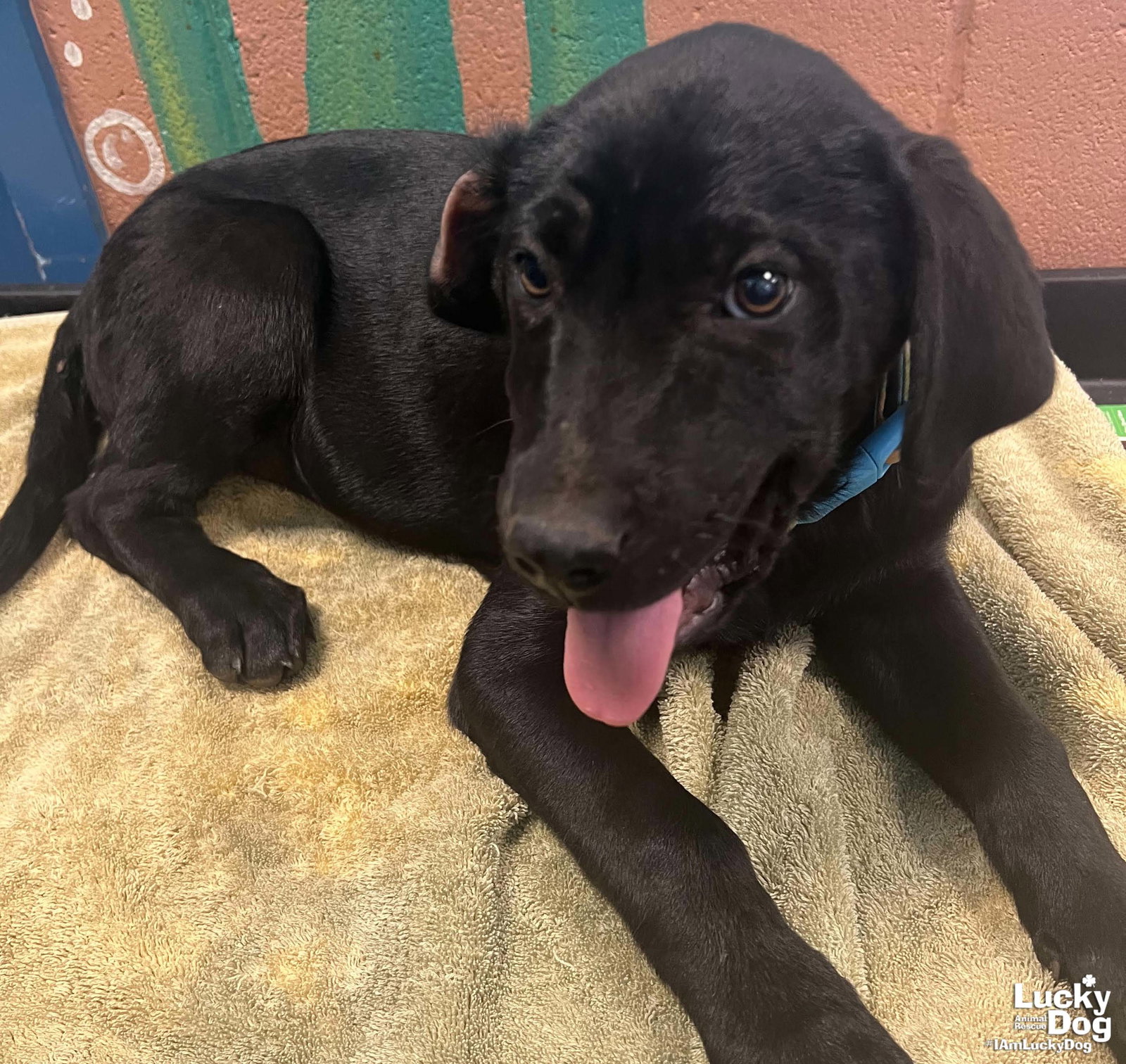 Dog for Adoption - Strawberry, a Labrador Retriever in Centreville, MD ...
