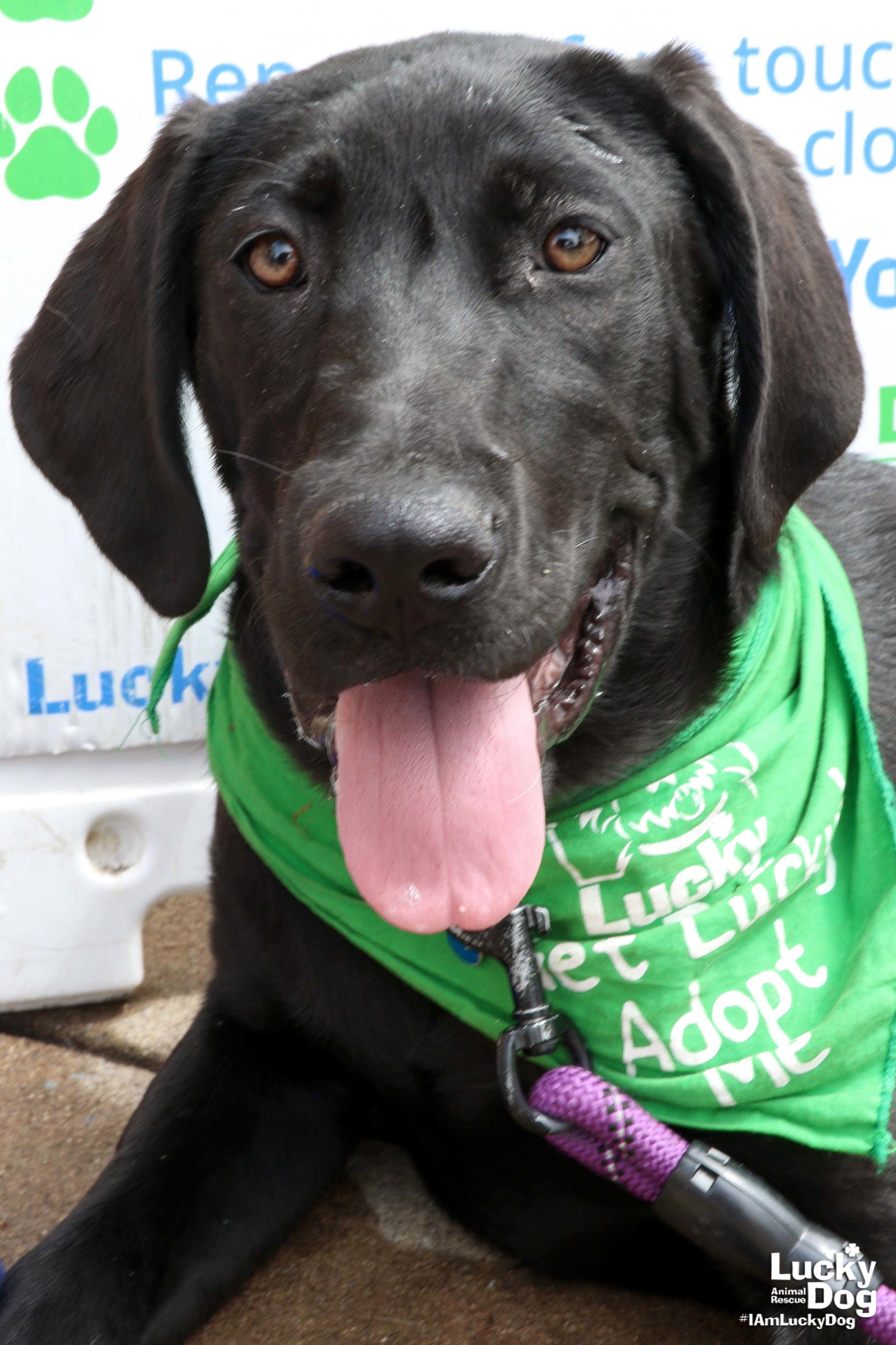 Dog for Adoption - Strawberry, a Labrador Retriever in Centreville, MD ...