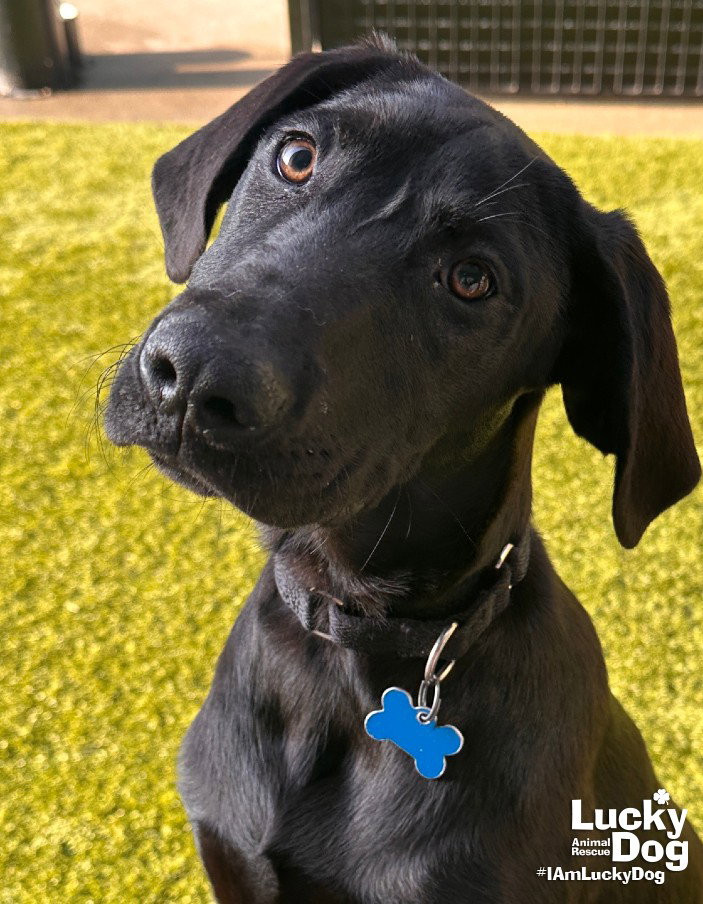 Dog for Adoption - Strawberry, a Labrador Retriever in Centreville, MD ...