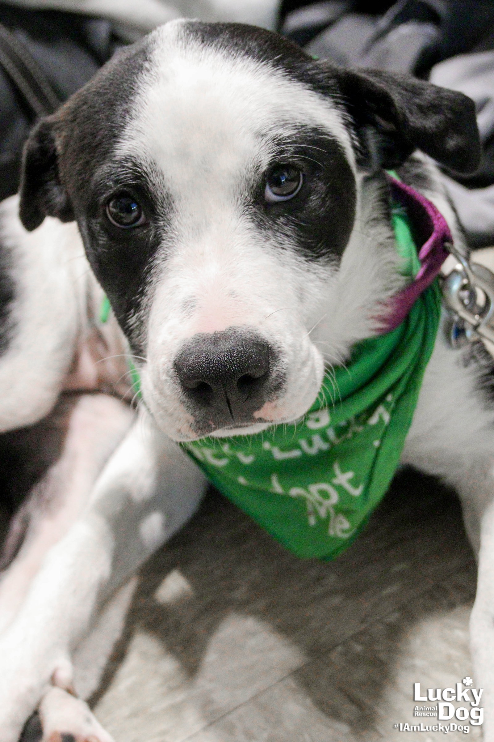 Dog for Adoption - Libby, a Shepherd in Greater Upper Marlboro, MD ...