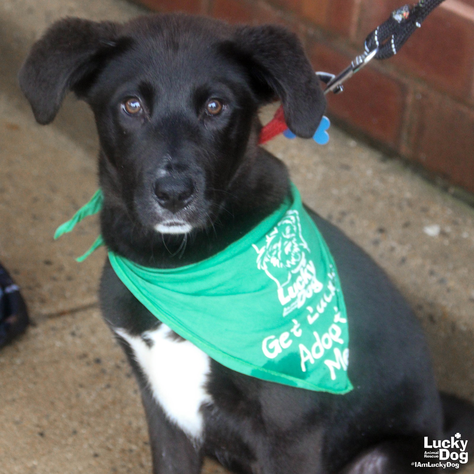Dog for Adoption - Melvin, a Labrador Retriever in Marlboro Meadows, MD ...